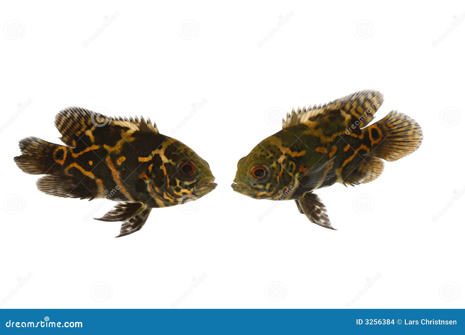 Poissons D'aquarium Dans L'amour Photo stock - Image du normal ...