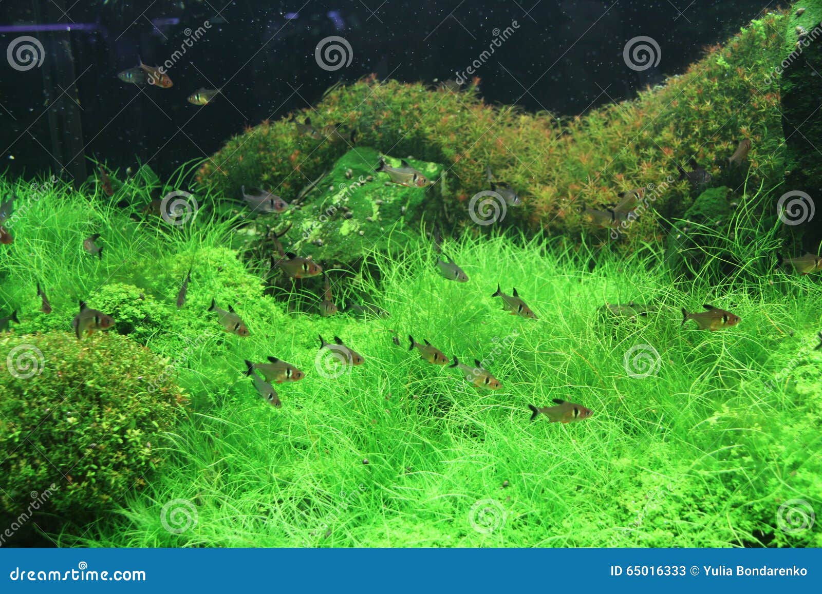 Poissons D'aquarium Dans Un Beau Paysage Vert Image stock - Image du ...