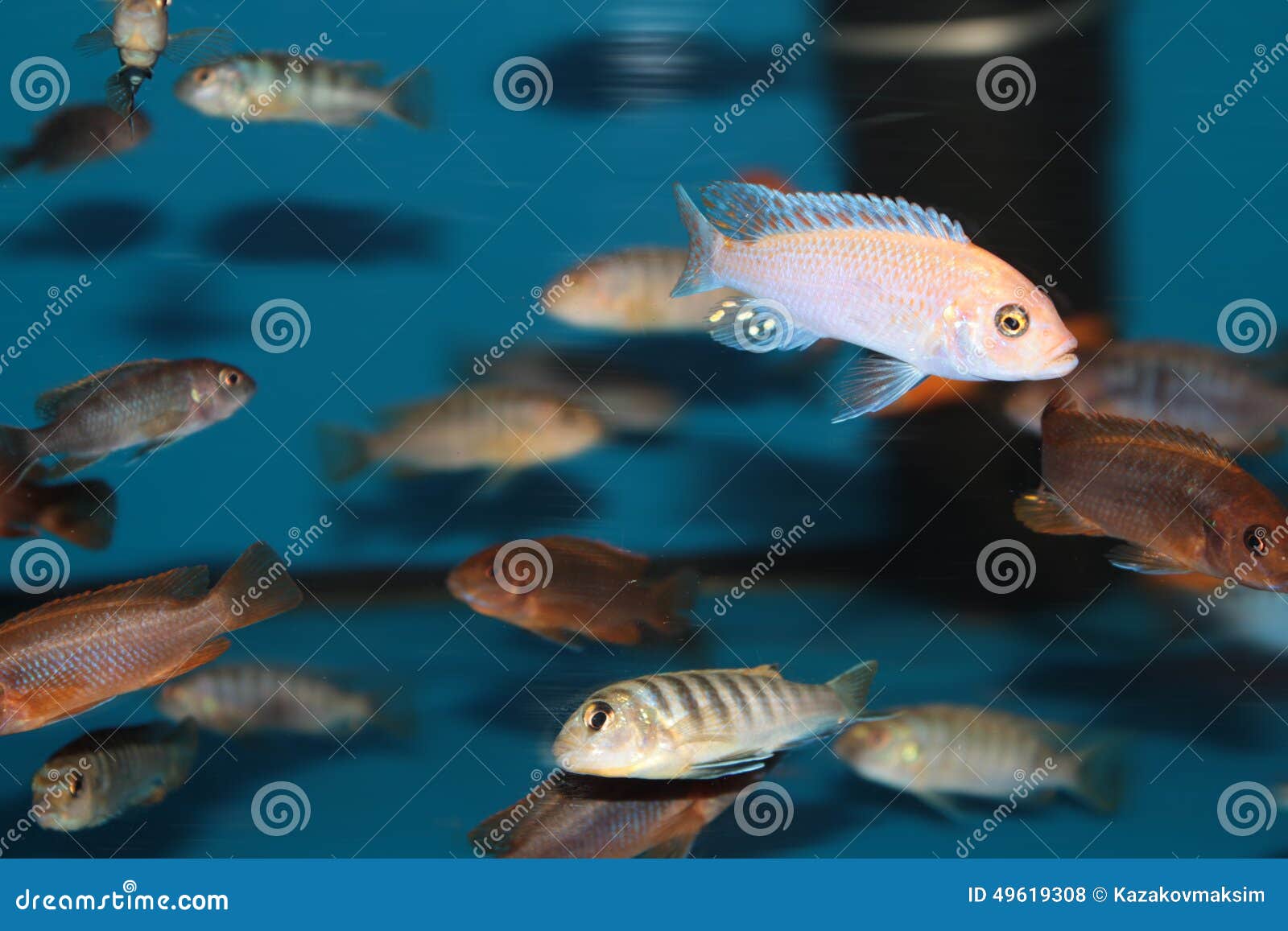 Poissons D'aquarium De Cichlids Du Malawi Photo stock - Image du bleu ...