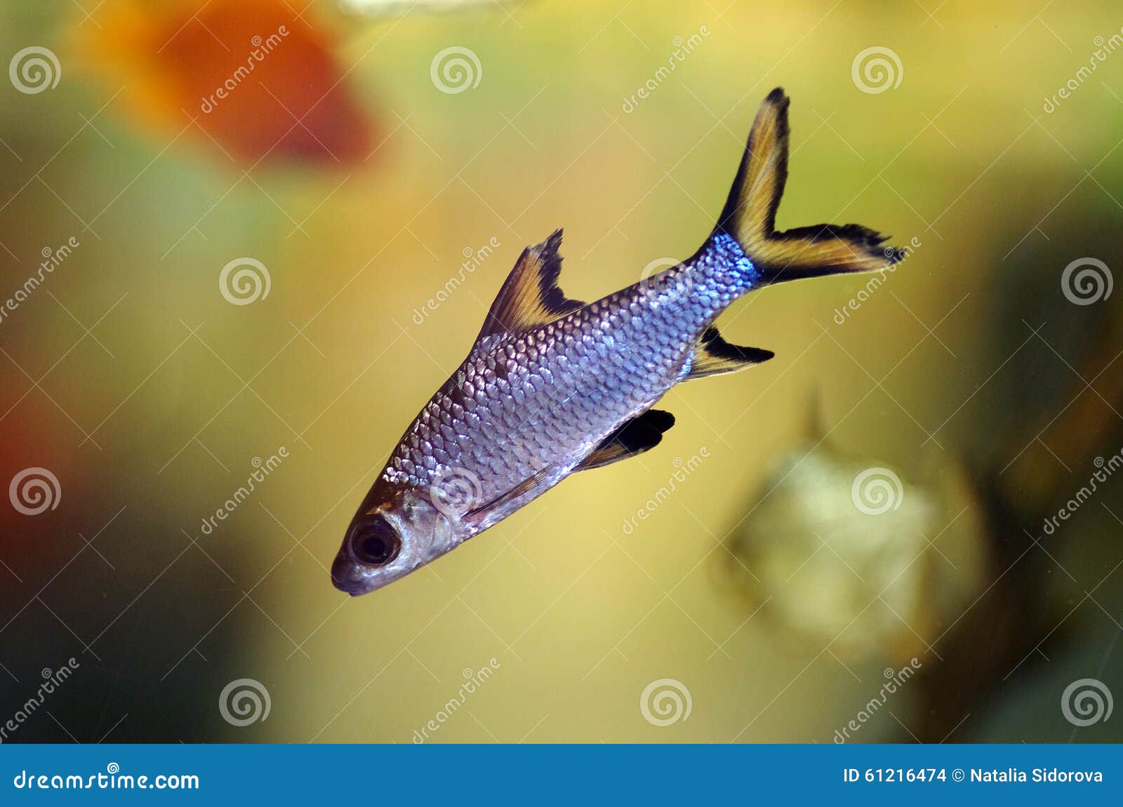 Poissons D'aquarum De Requin De Bala Photo stock - Image du barbeau ...