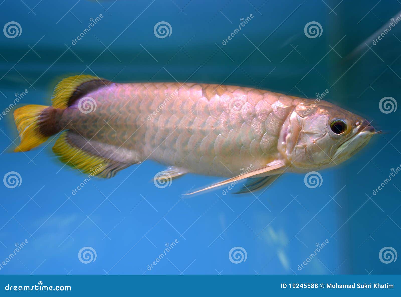 Poissons d'Arowana photo stock. Image du aquarium, échelles - 19245588