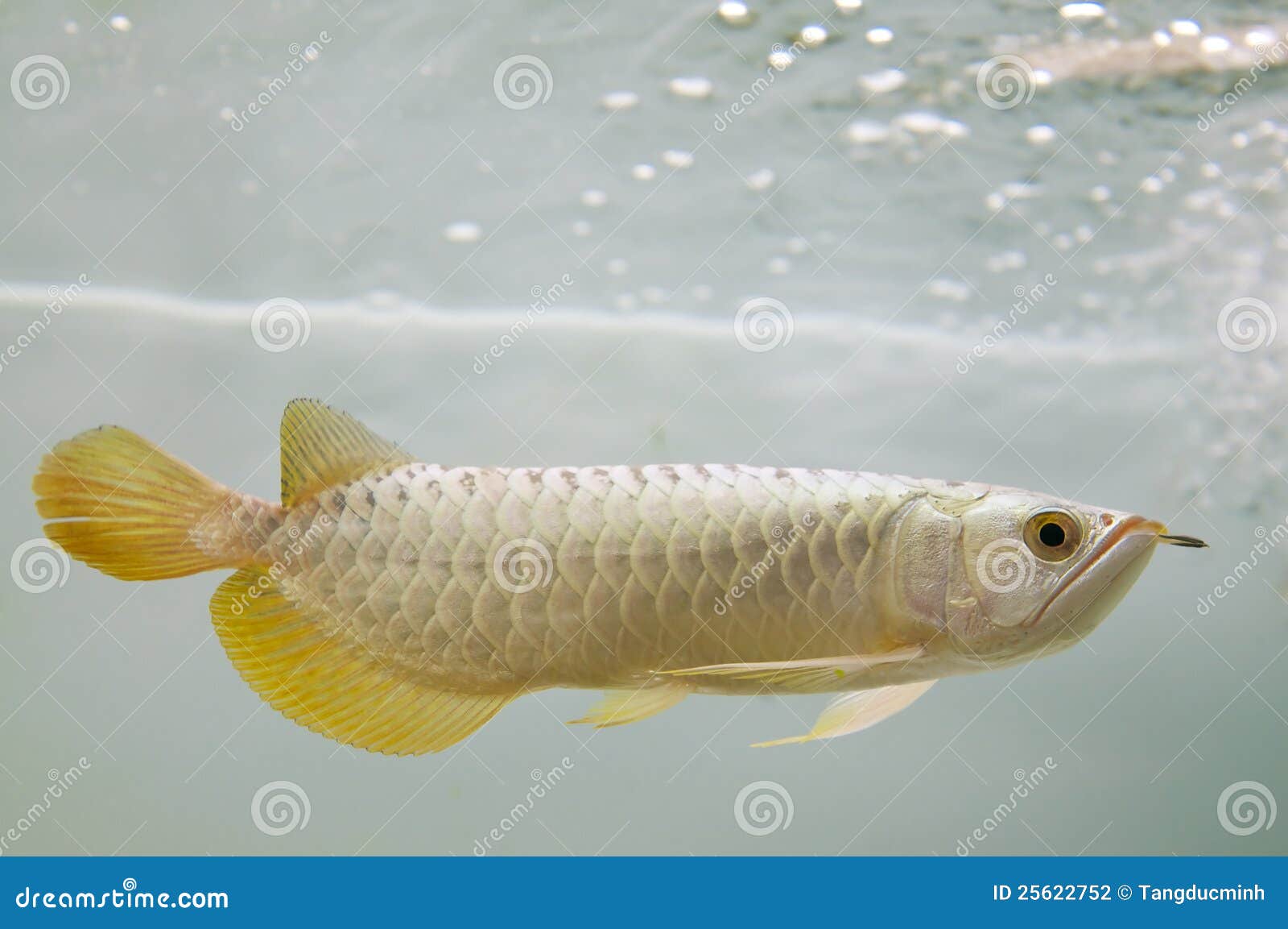 Poissons d'Arowana d'or photo stock. Image du jaune, nature - 25622752