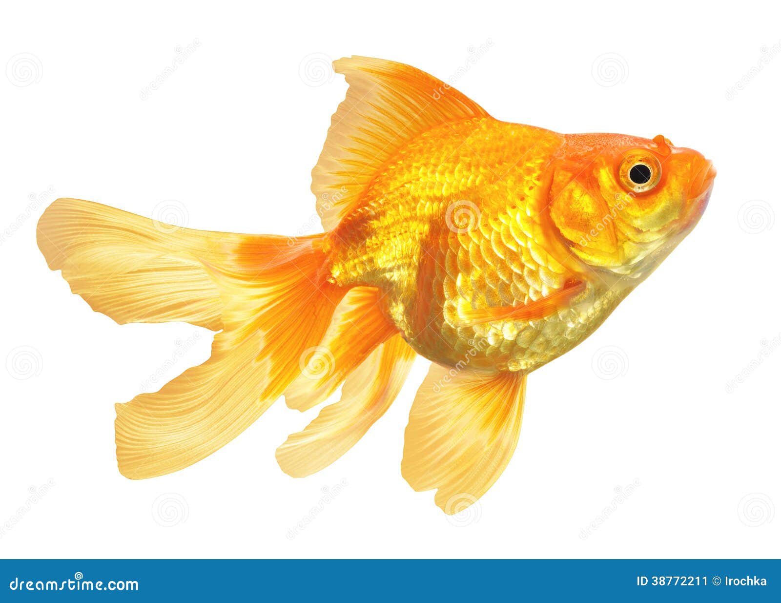 Poissons d'or d'isolement image stock. Image du bain - 38772211