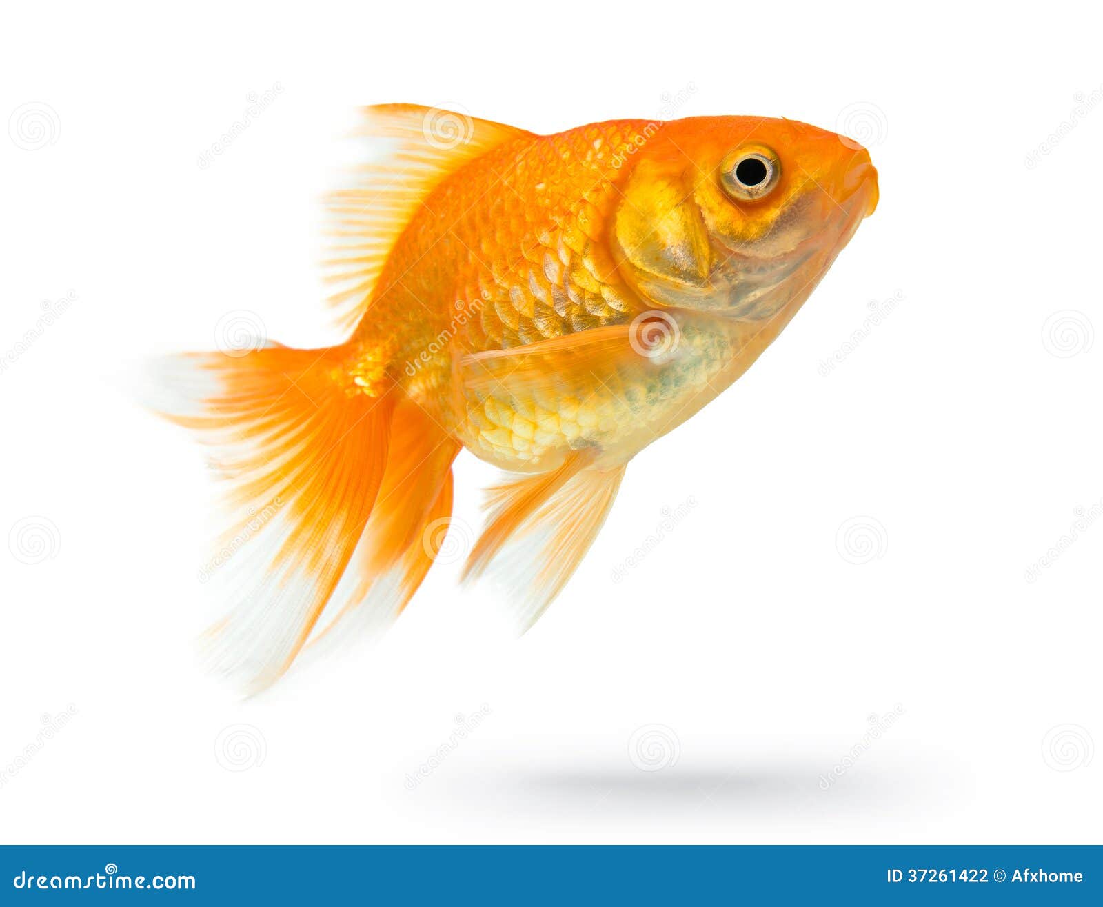 Poissons D'or D'isolement Sur Le Fond Blanc Photo stock - Image du ...