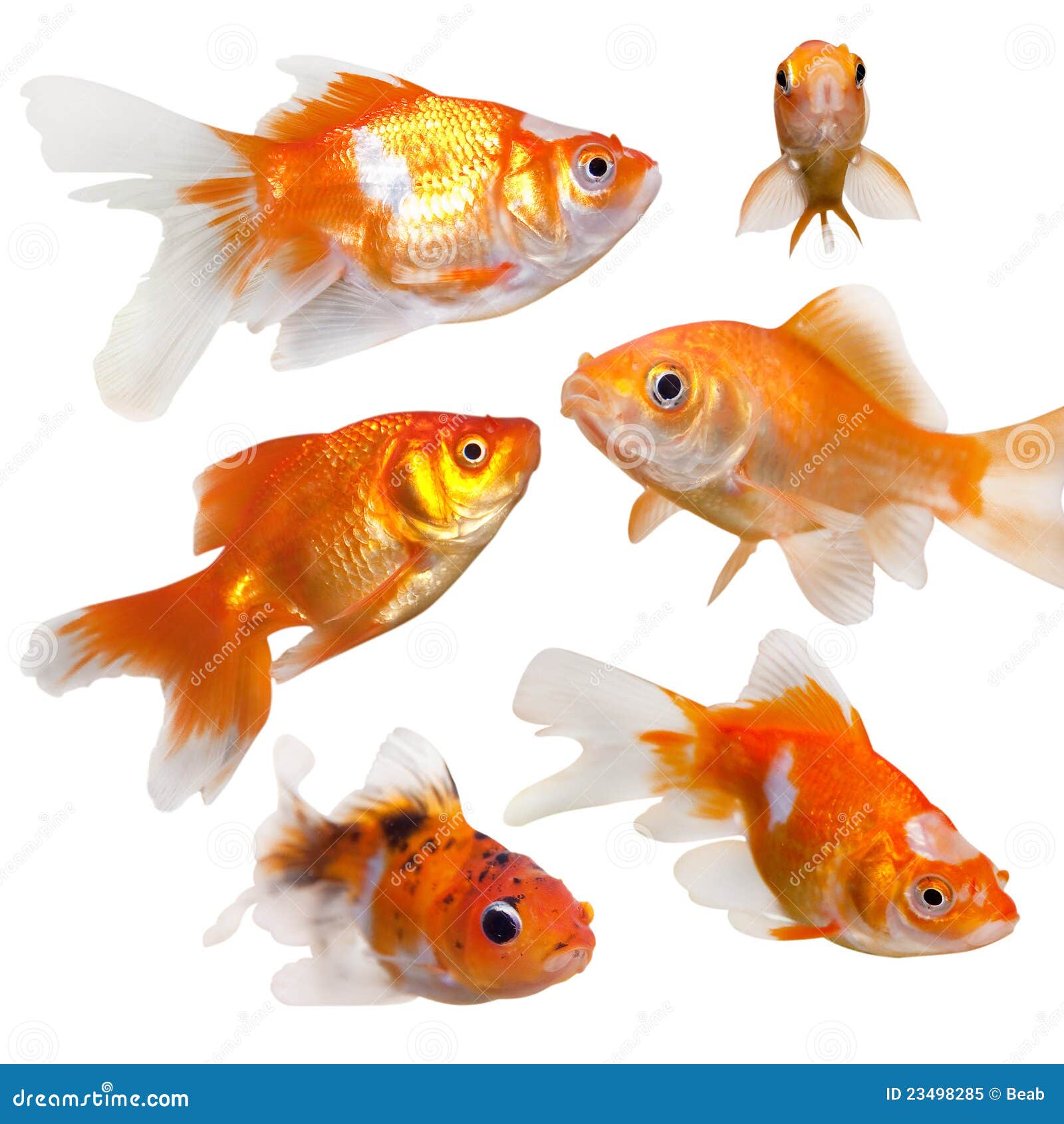 Poissons D'or D'isolement Sur Un Fond Blanc Image stock - Image du noir ...