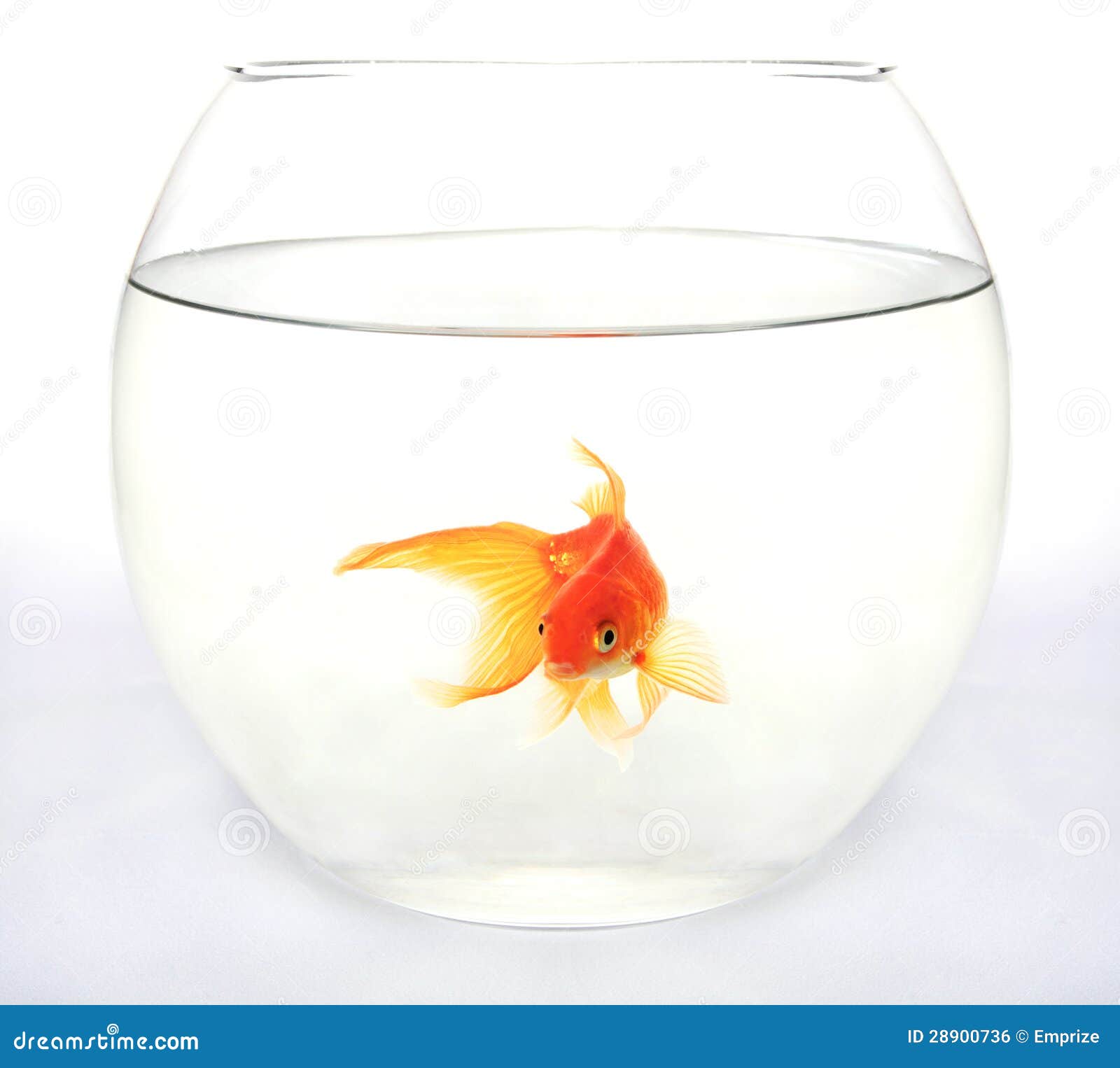 Poissons D'or Dans L'aquarium Rond Photo stock - Image du brillant ...