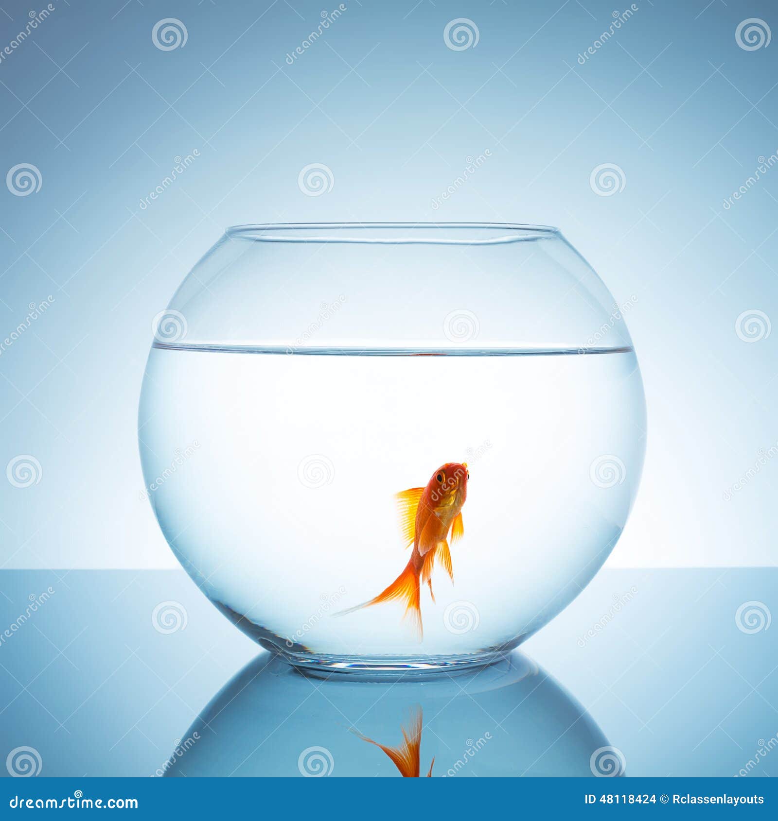 532 Bocal Poissons Photos libres de droits et gratuites de Dreamstime