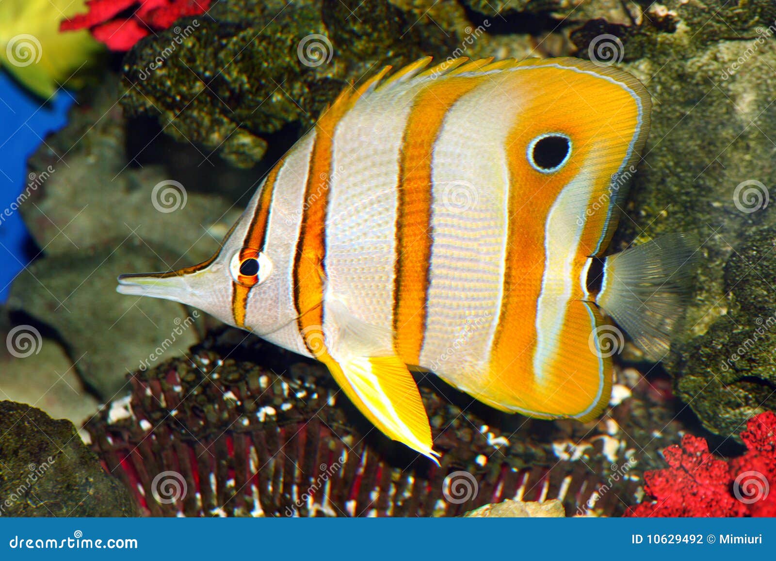 Poissons d'eau de mer photo stock. Image du orange, océan - 10629492