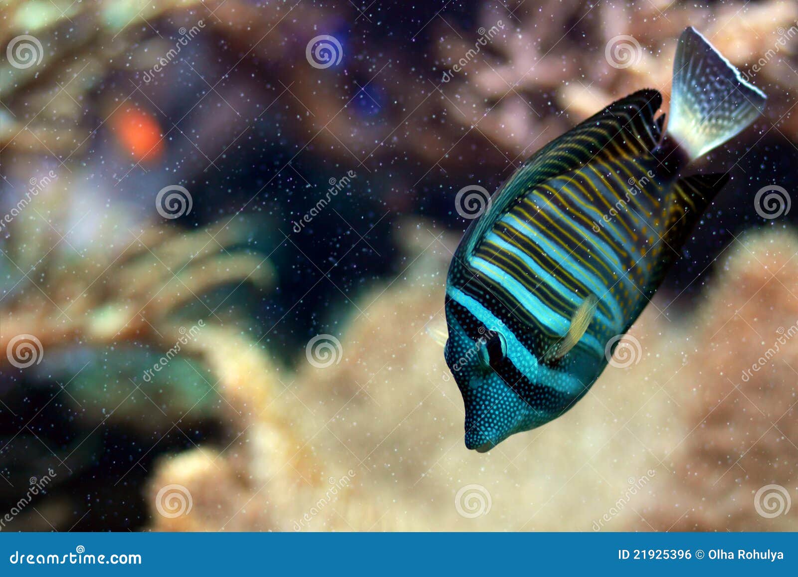 Poissons d'eau de mer photo stock. Image du noir, animal - 21925396