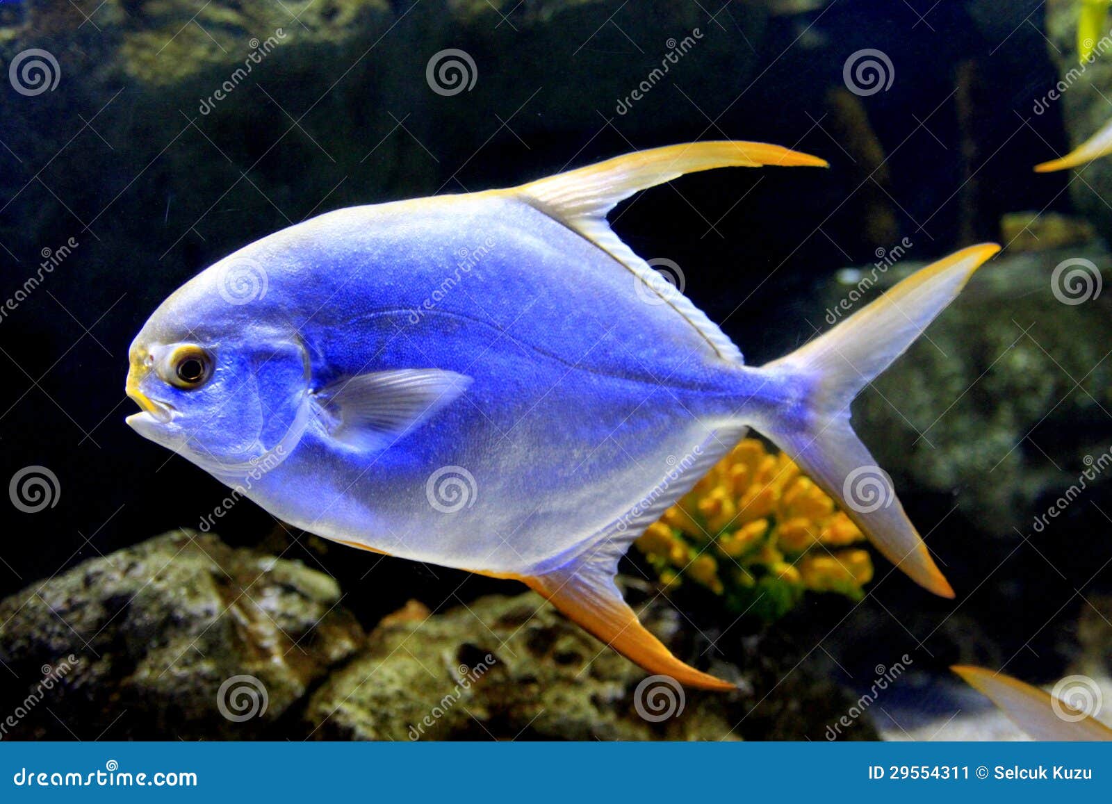 Poissons D'eau De Mer Dans L'aquarium Image stock - Image du exotique ...