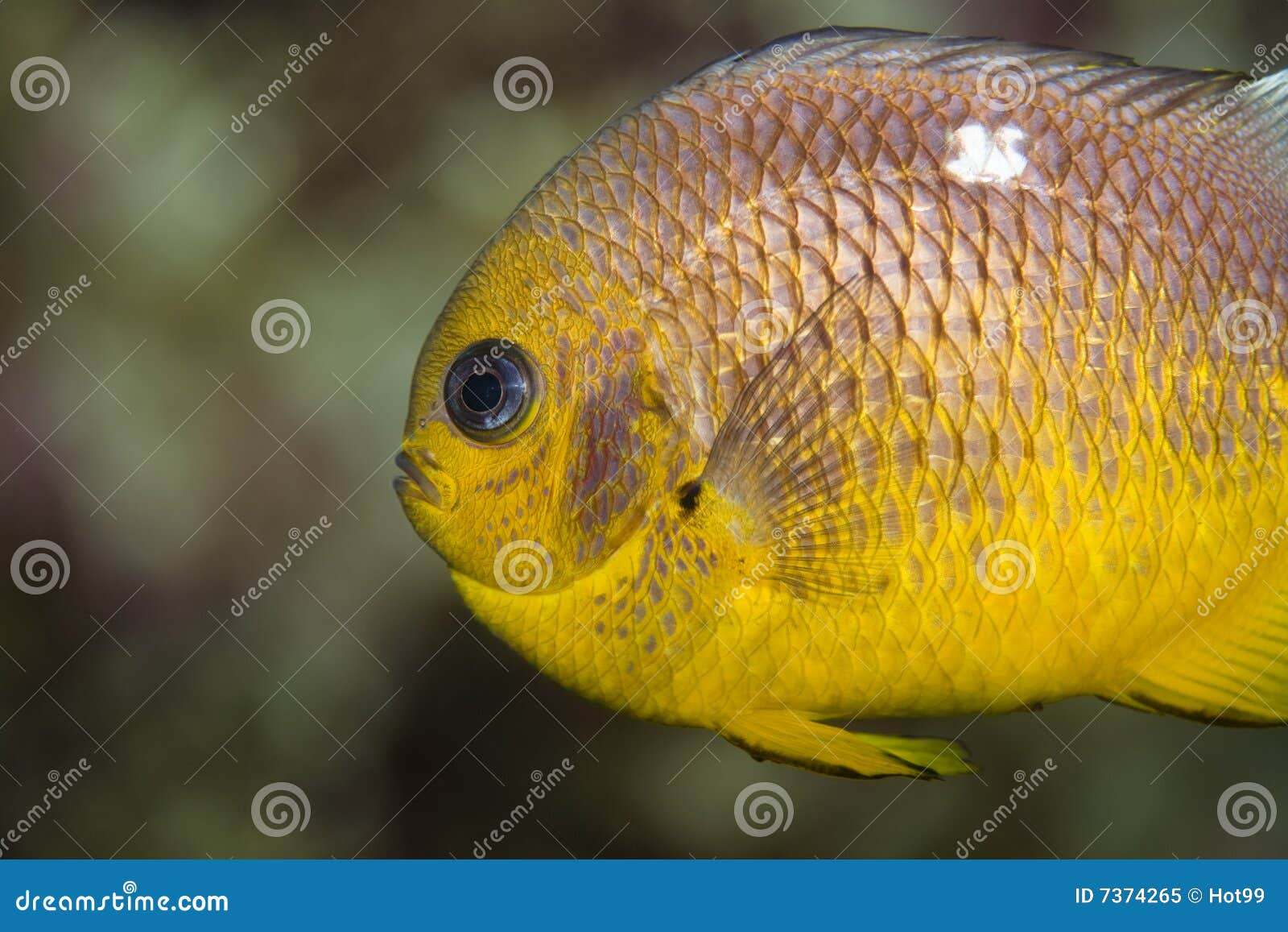 Poissons D'eau De Mer De Jaune Image stock - Image du exotique, nature ...