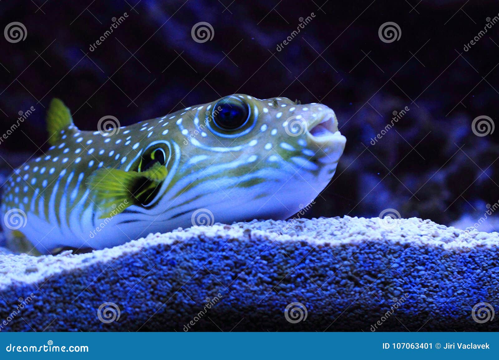 Poissons D'eau De Mer Exotiques Image stock - Image du marin, barrière ...