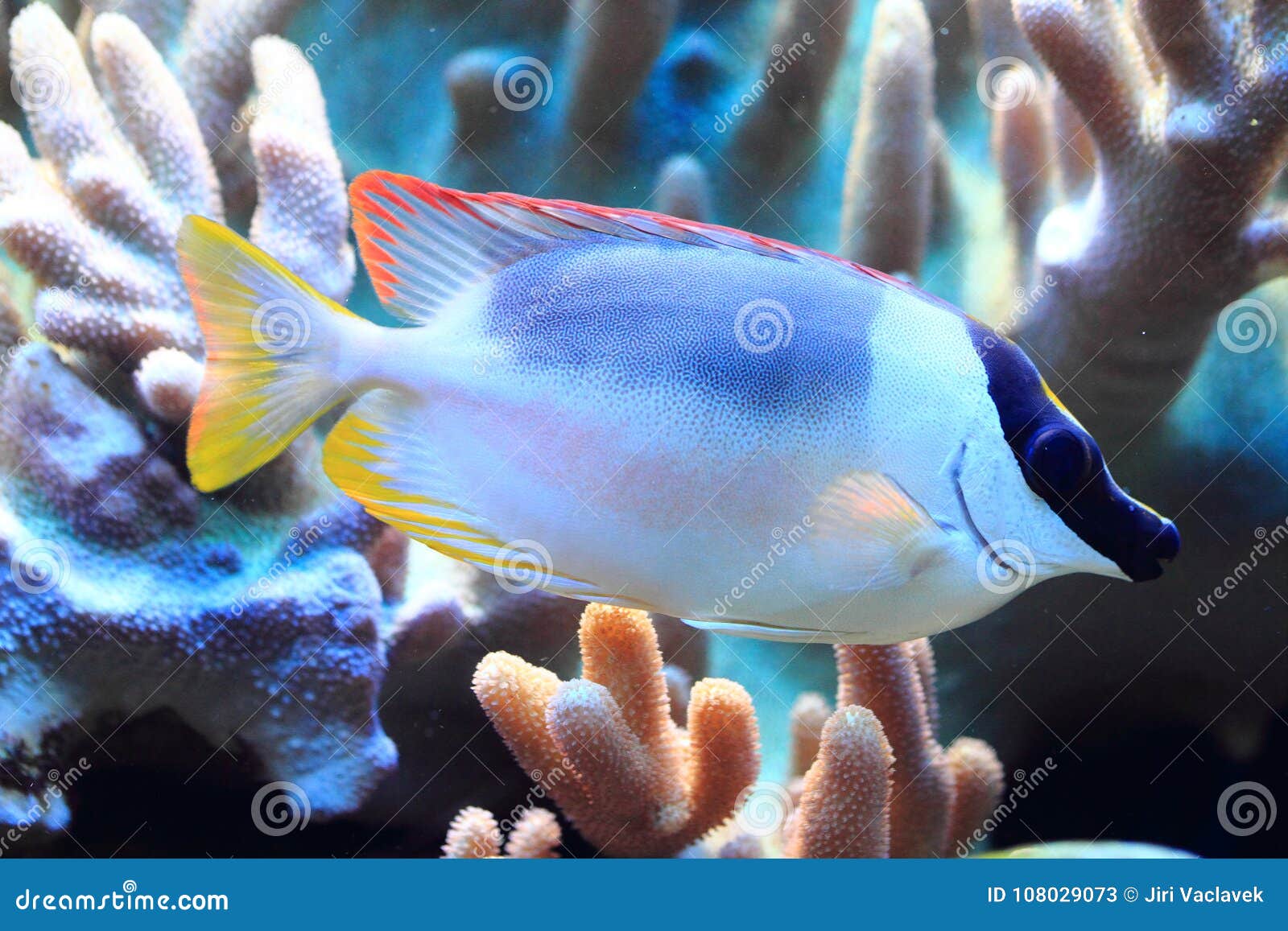 Poissons D'eau De Mer Exotiques Image stock - Image du corail, animal ...