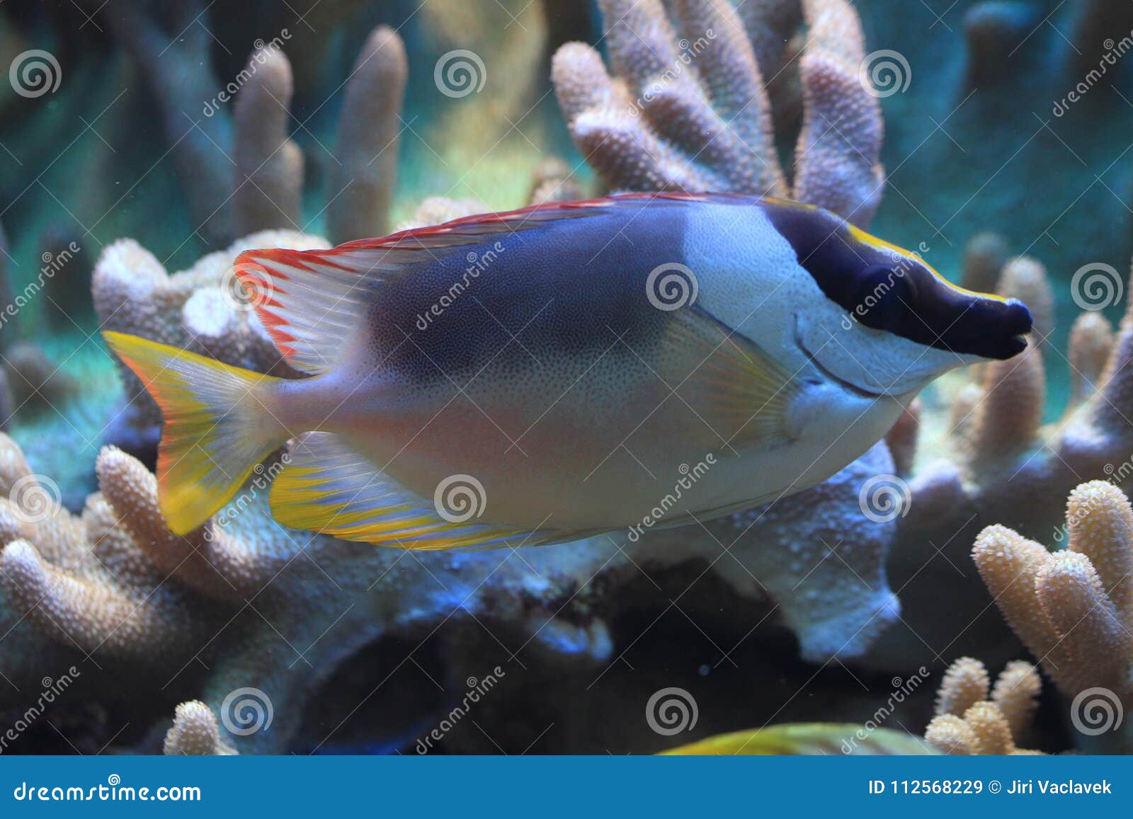 Poissons D'eau De Mer Exotiques Image stock - Image du aquarium, animal ...