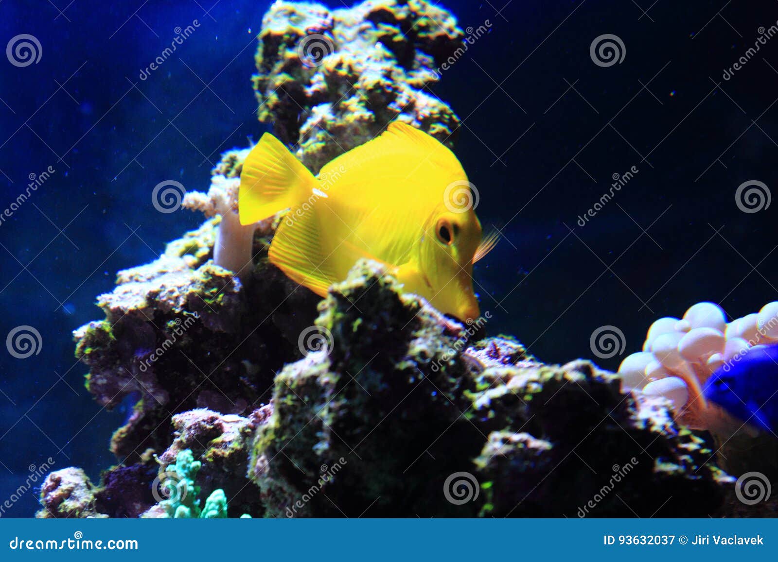 Poissons D'eau De Mer Exotiques Image stock - Image du monde, tuba ...