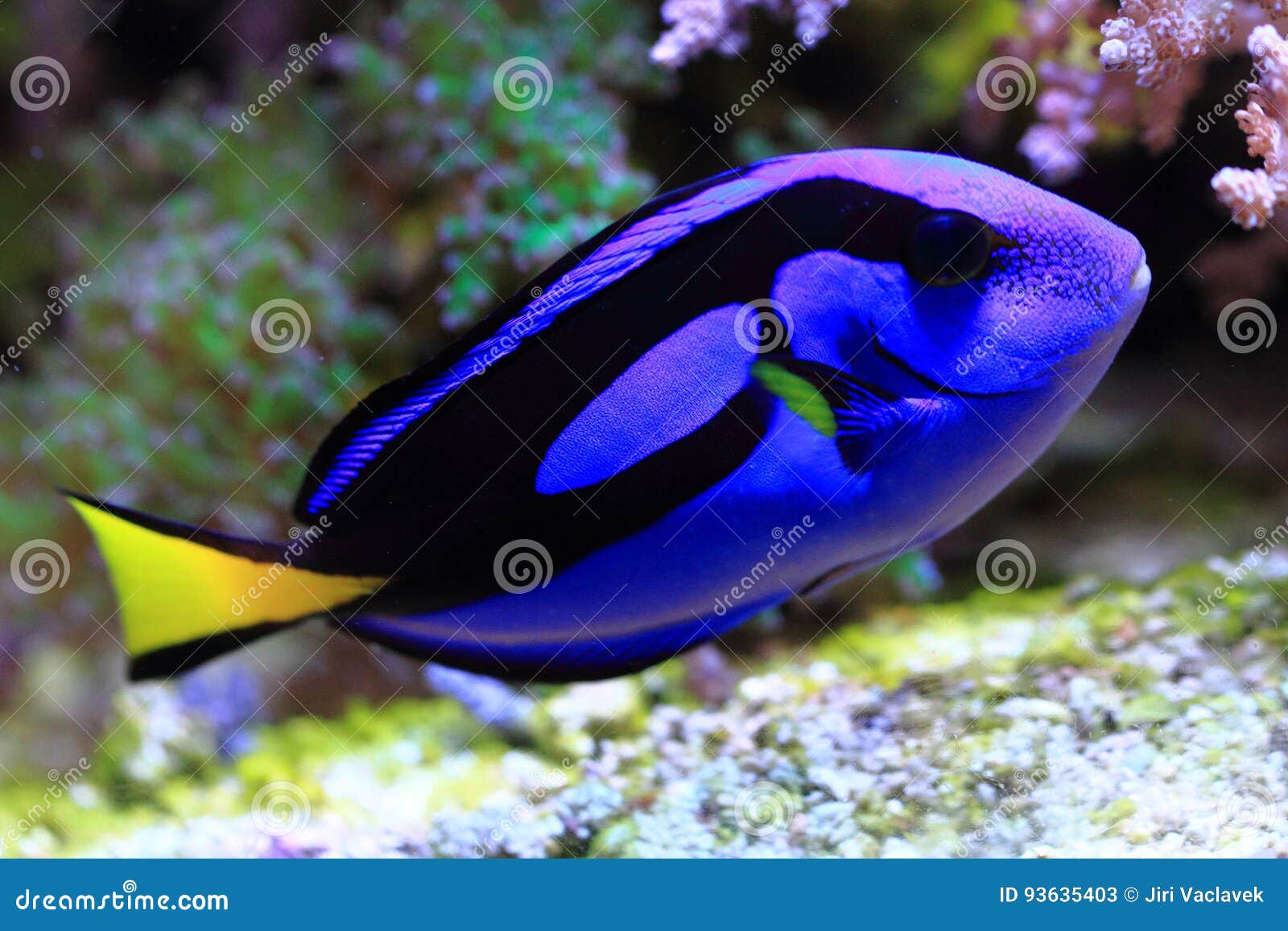 Poissons D'eau De Mer Exotiques Image stock - Image of natation, nature ...
