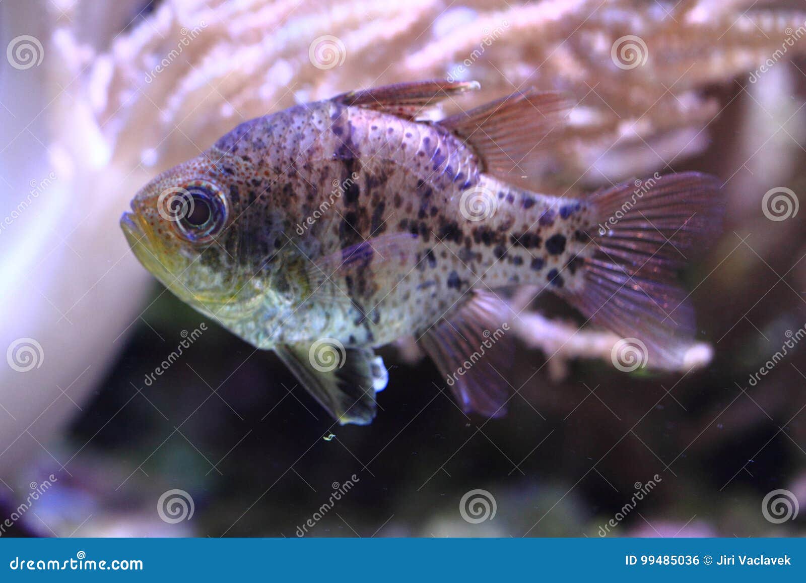 Poissons D'eau De Mer Exotiques Photo stock - Image du aquarium, rouge ...