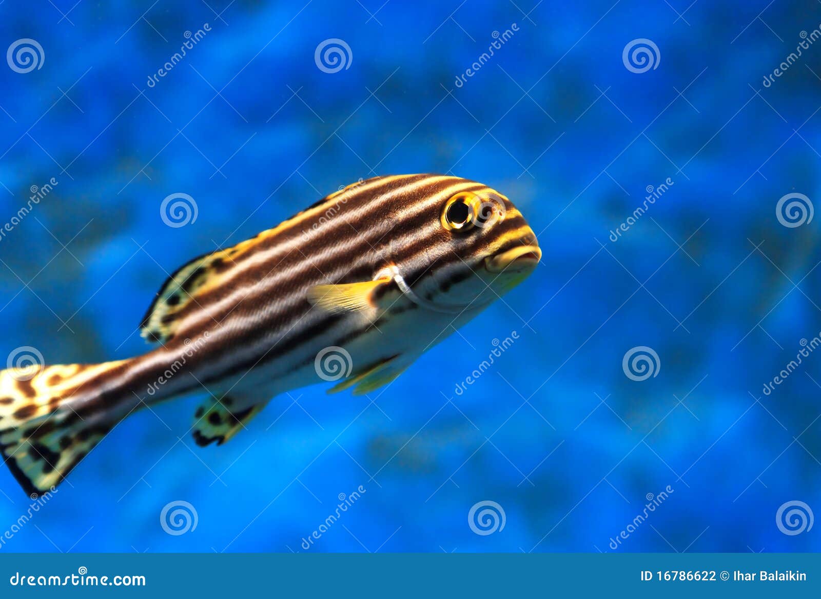 Poissons D'eau De Mer Tropicaux Photo stock - Image du animal, piqué ...