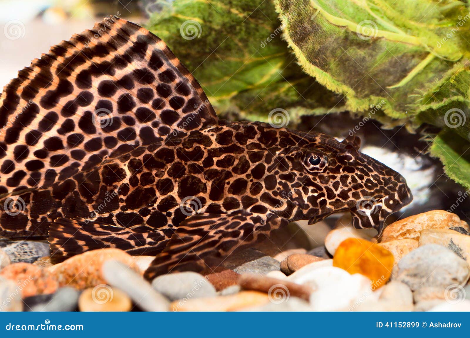 Poissons D'eau Douce D'aquarium Image stock - Image du décoratif, pêche ...