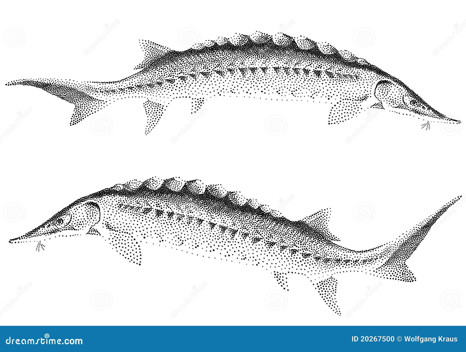 Poissons d'esturgeon, illustration de vecteur. Illustration du saumons ...