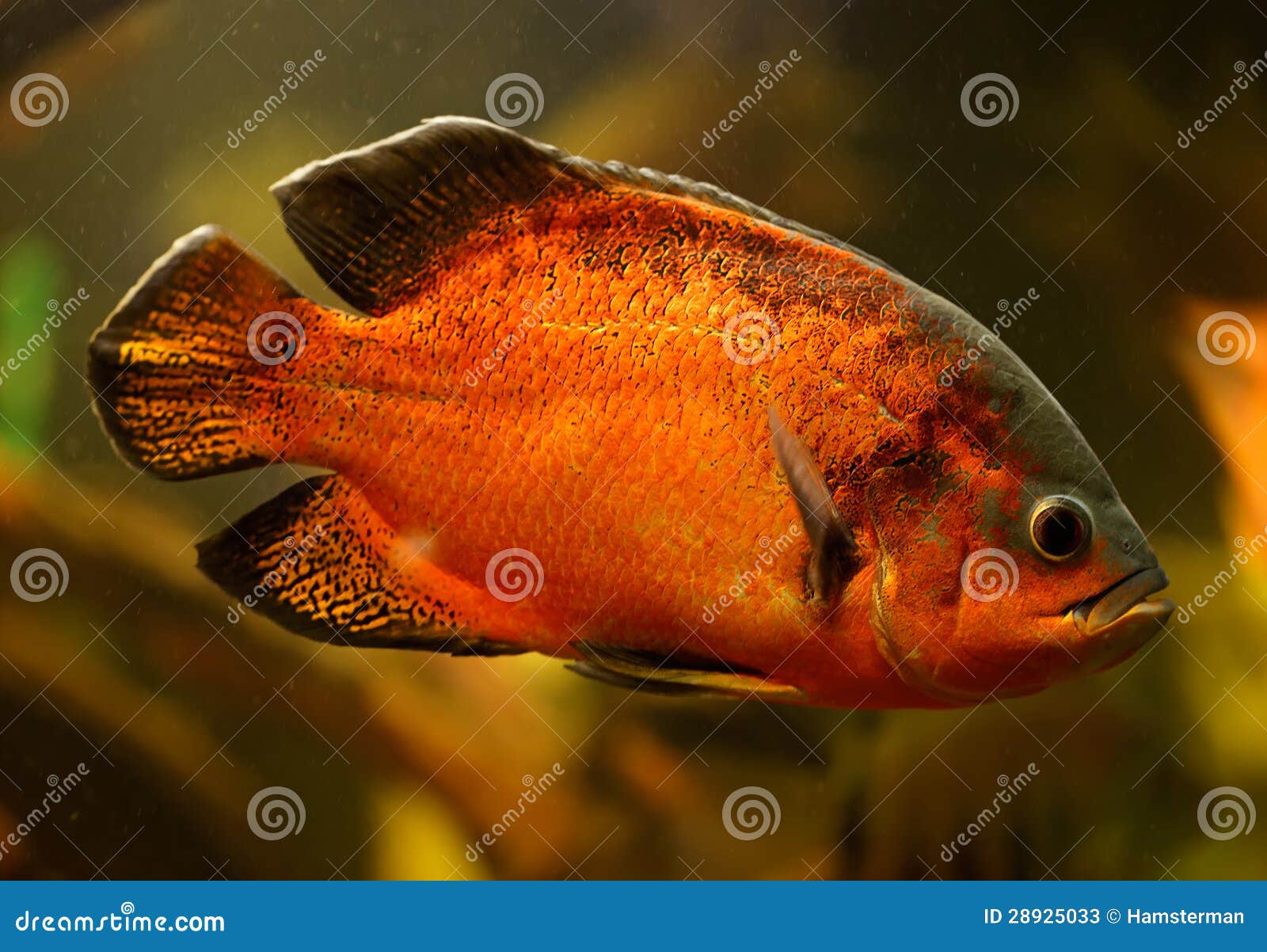 Poissons D'oscar (ocellatus D'Astronotus) Image stock - Image du oscar ...
