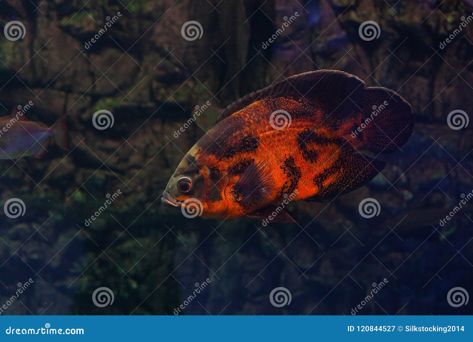 Poissons D'oscar Sous-marins Image stock - Image du tropical, marin ...