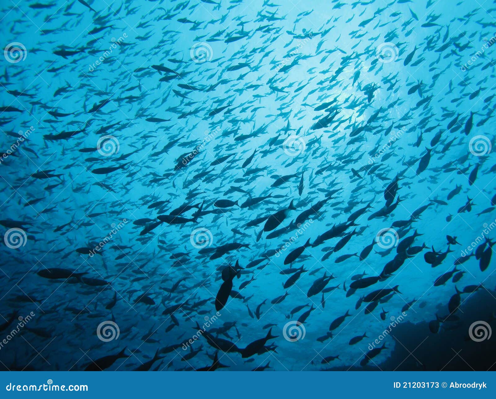 Poissons dans l'océan image stock. Image du marin, poissons - 21203173