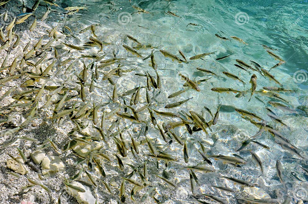 Poissons dans le lac photo stock. Image du océan, plongée - 10671718