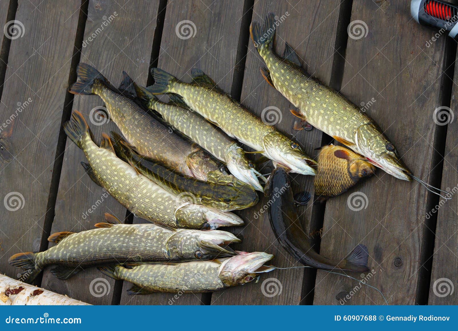 Poissons dans le lac photo stock. Image of aventure, brochet - 60907688