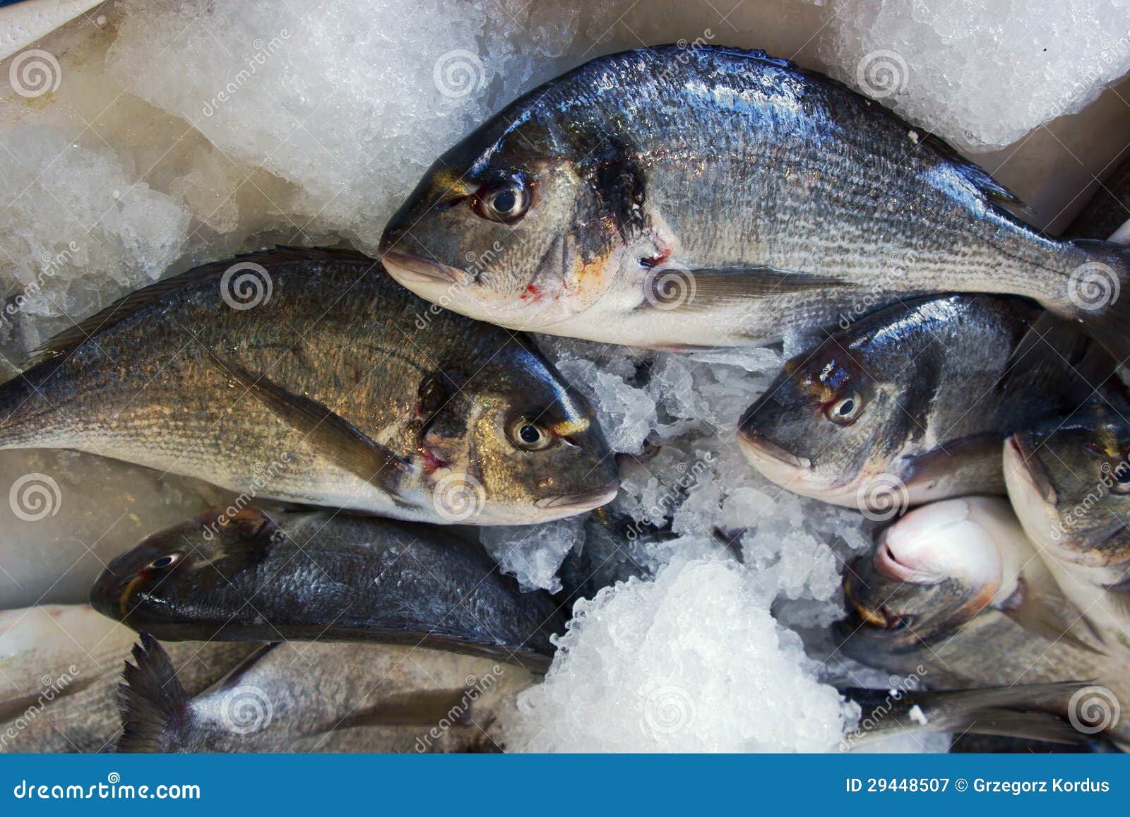 Poissons Dans Le Poissonnier Image stock - Image of système ...