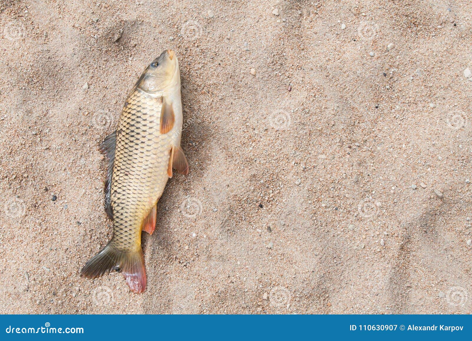 Poissons Dans Le Sable, Carpe Image stock - Image du marin, repas ...