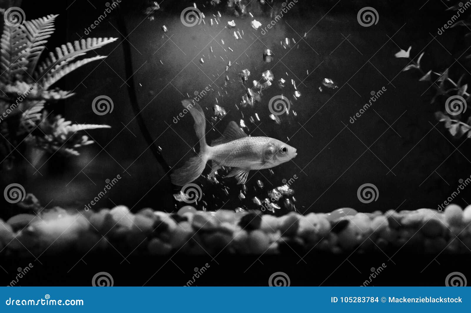 Poissons dans les bulles photo stock. Image du filtre - 105283784