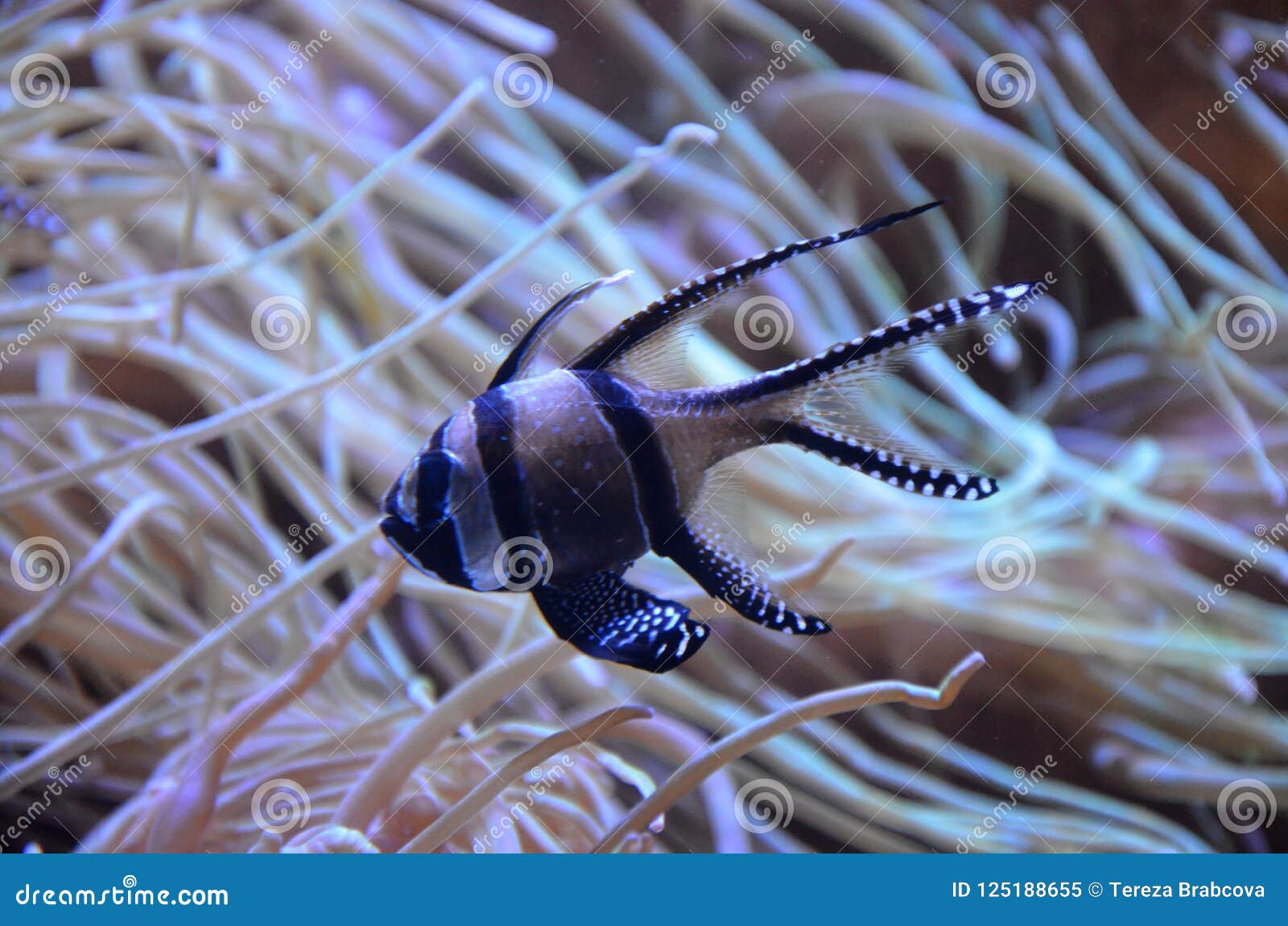 Poissons Dans Les Coraux, Monde De Mer Image stock - Image du océan ...
