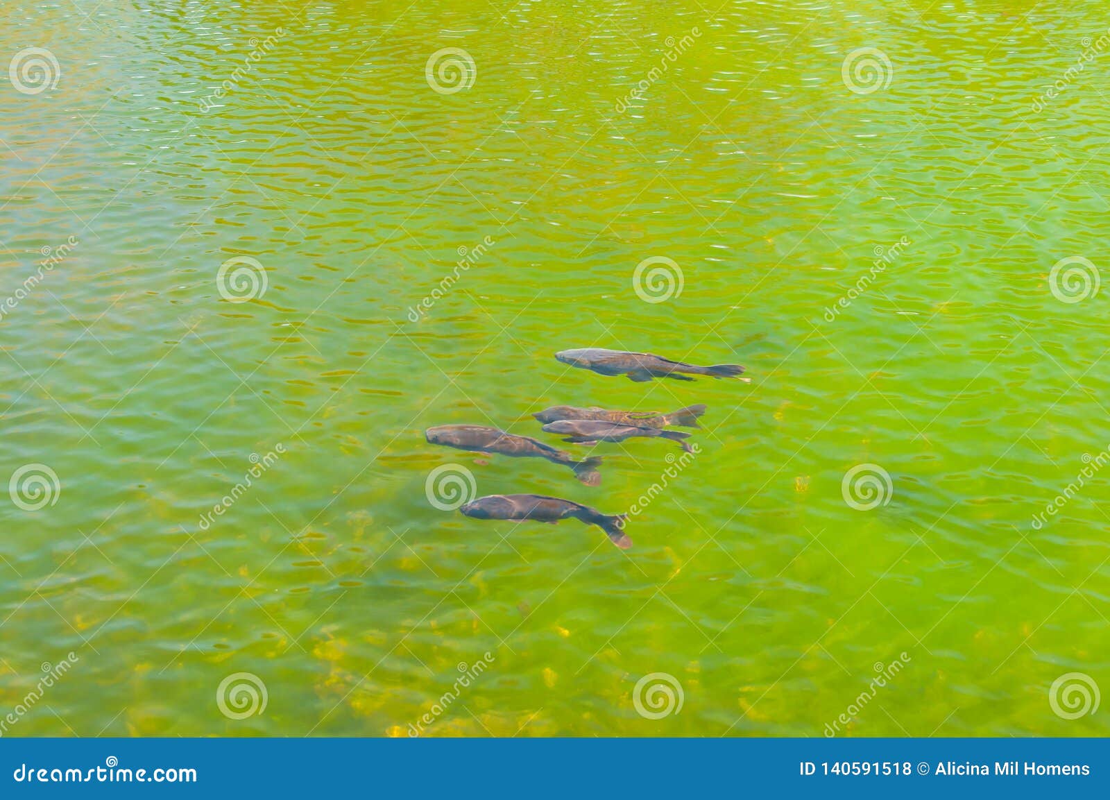 Poissons Dans Un Lac Vert Transparent De L'eau Photo stock - Image du ...