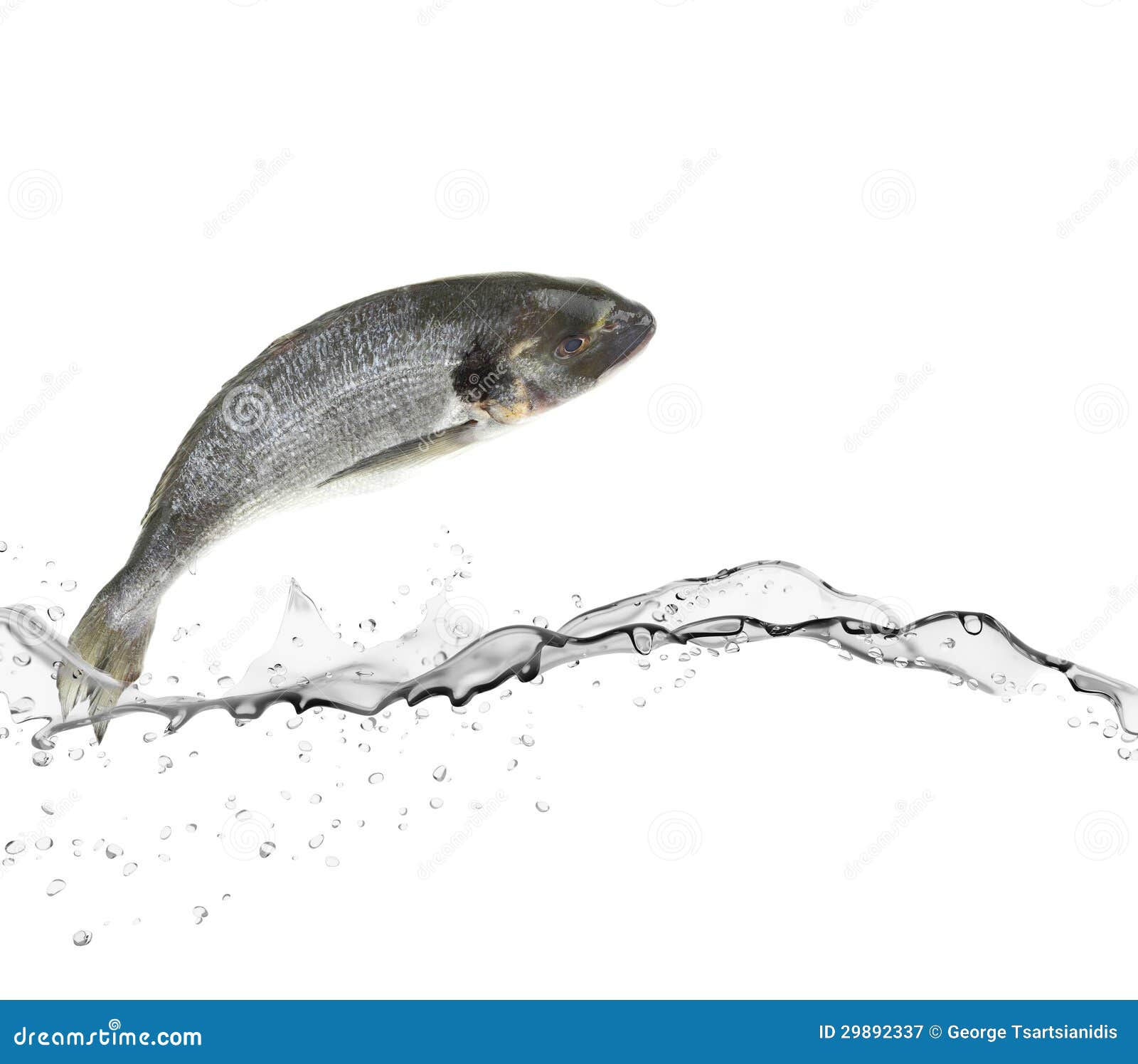 Poissons de bar de mer illustration stock. Illustration du brancher ...