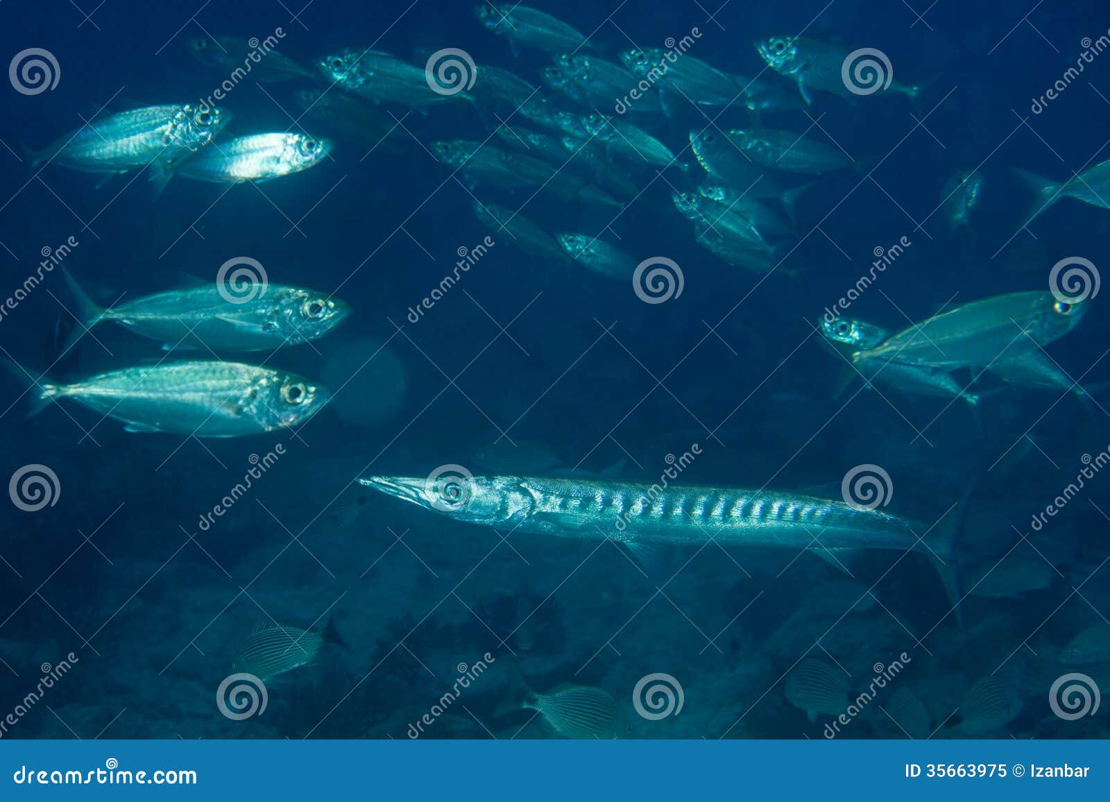 Poissons De Barracuda Sous-marins Image stock - Image du faune, couleur ...