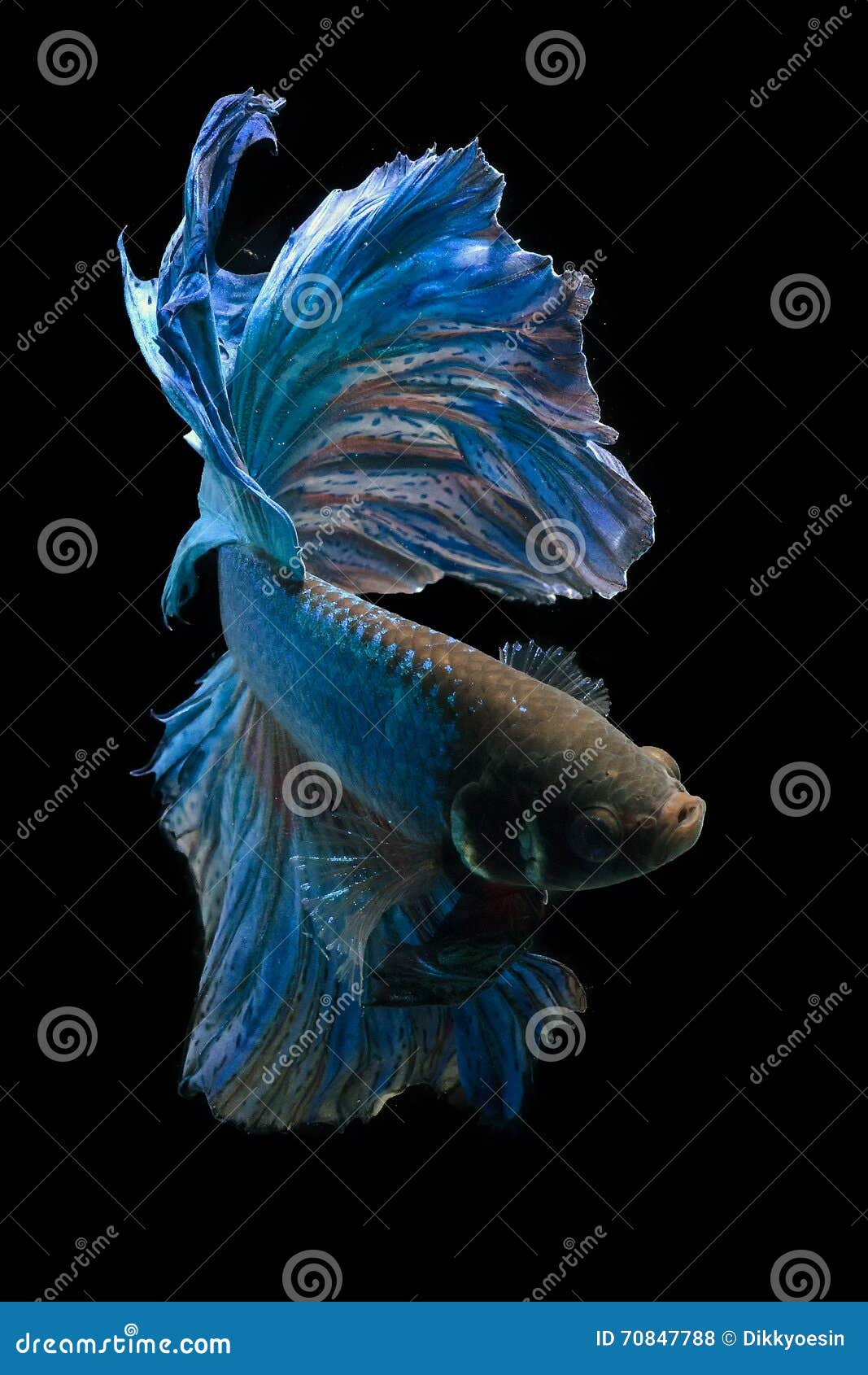Poissons de Betta photo stock. Image du bleu, tropical - 70847788