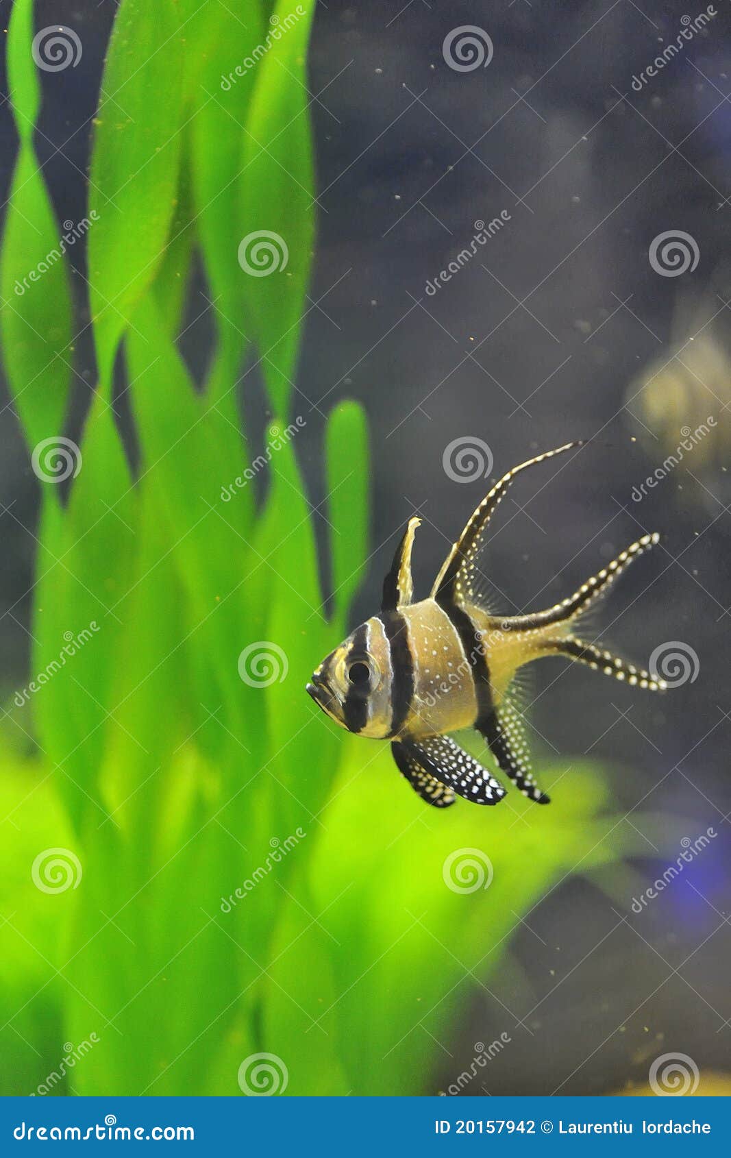 Poissons De Cardinal De Banggai Photo stock - Image du tropical, récif ...