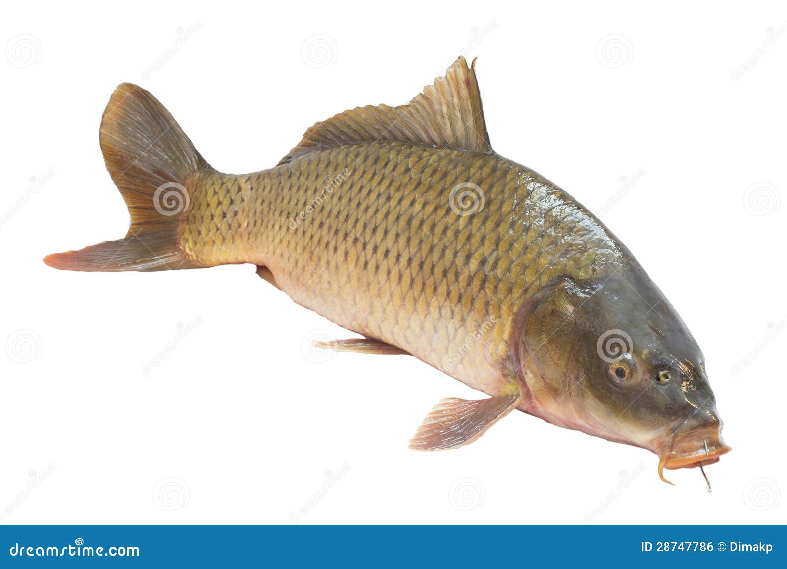 Poissons de carpe photo stock. Image du freshwater, bouche - 28747786