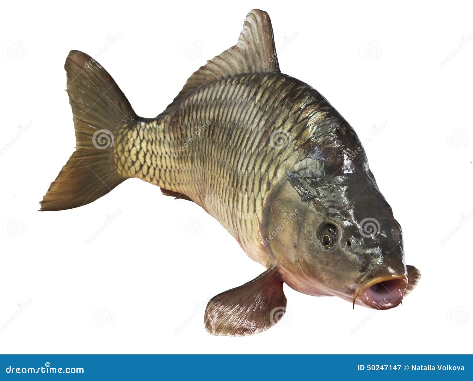 Poissons De Carpe D'isolement Image stock - Image du fond, freshwater ...