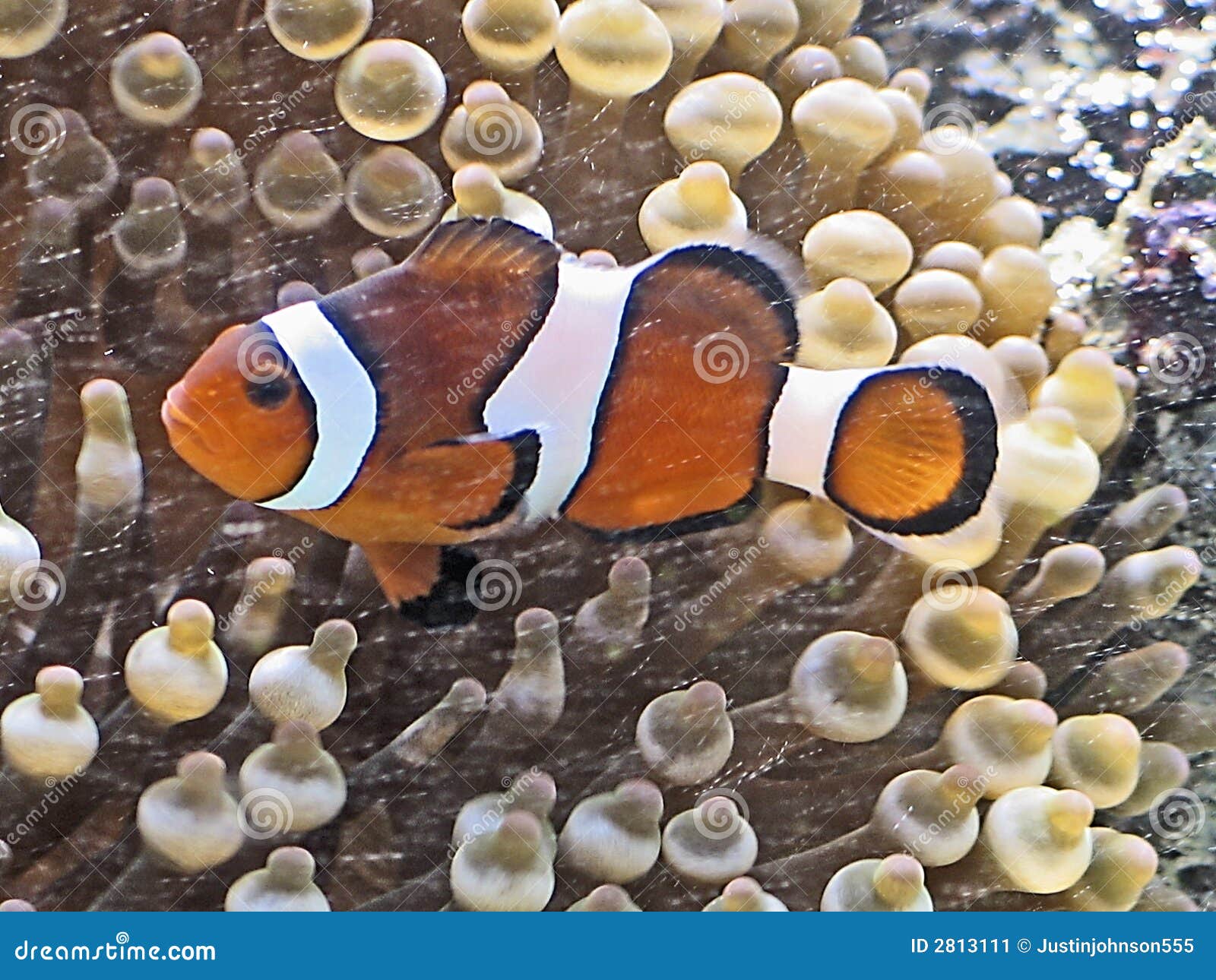 Poissons de clown de Nemo image stock. Image du durée - 2813111