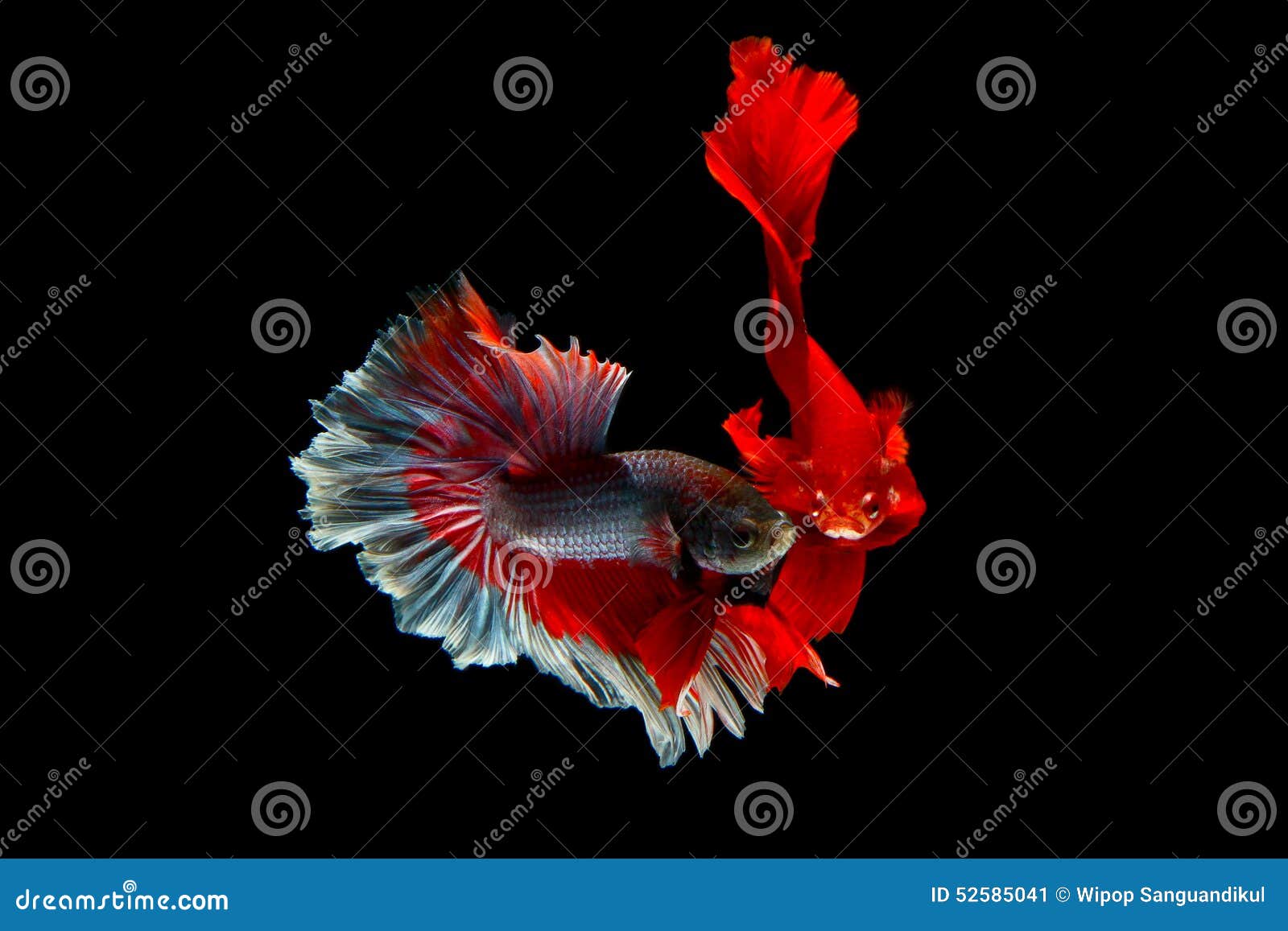 Poissons De Combat De Betta Image stock - Image du aquarium, siamois ...