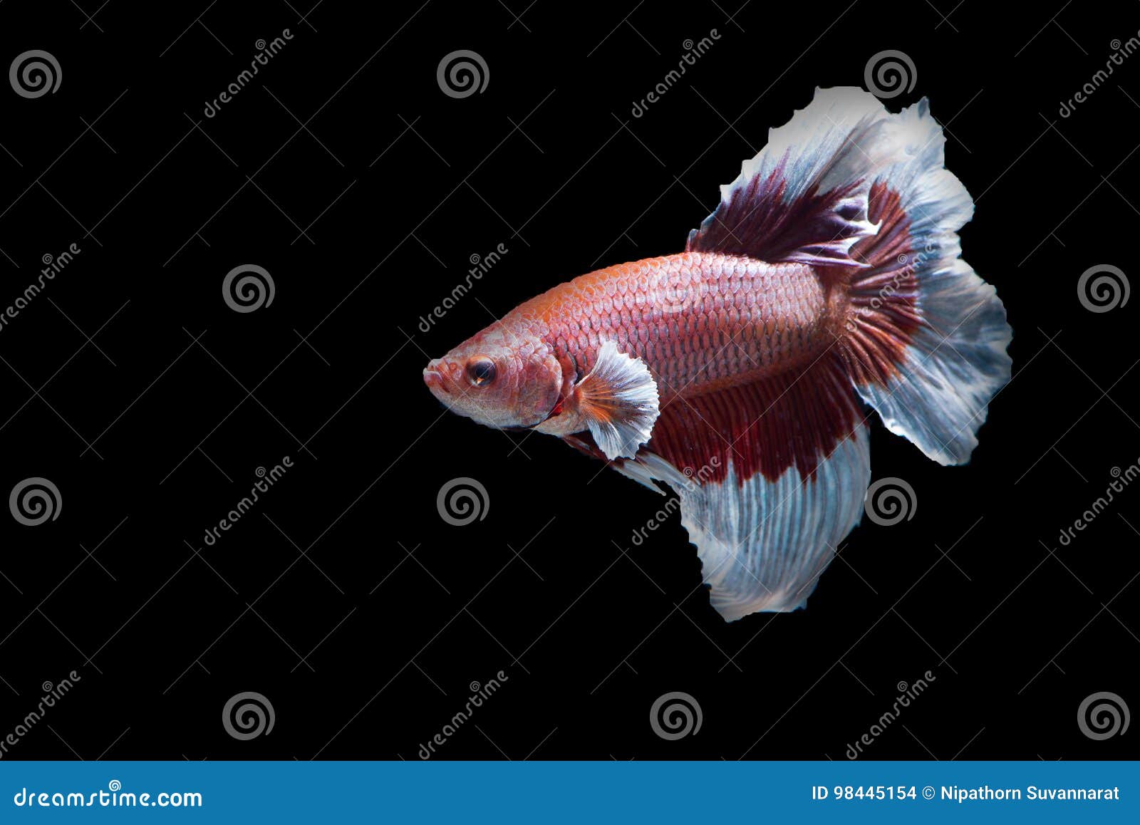 Poissons De Combat De Queue Rouge Sur Le Fond Noir Photo stock - Image ...