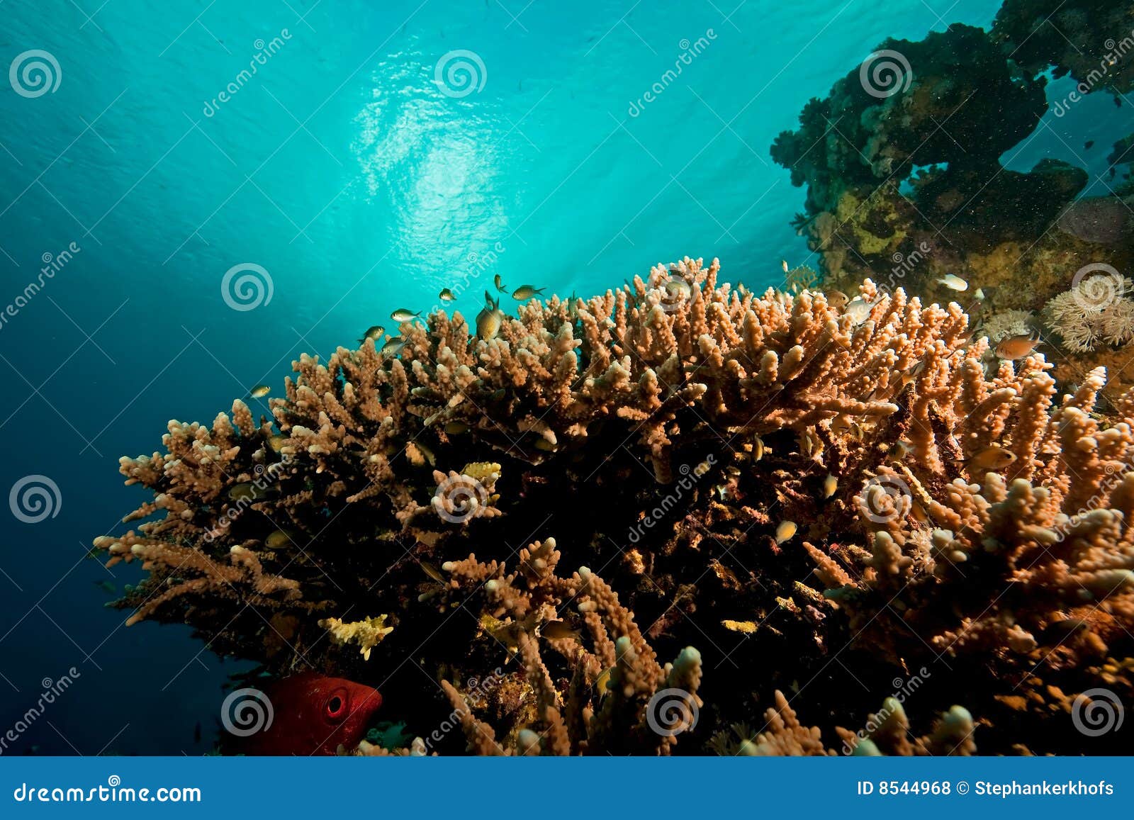 Poissons de corail photo stock. Image du soleil, blanc - 8544968