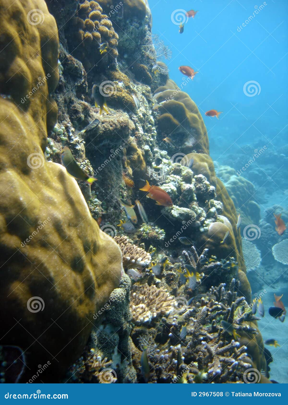 Poissons De Corail De Colonie Et De Corail. Photo stock - Image du ...