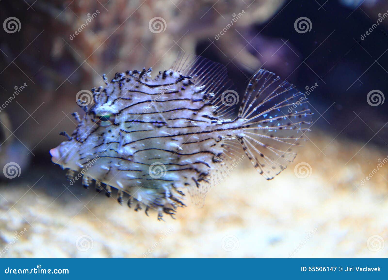 Poissons De Corail Exotiques Image stock - Image du exotique, rouge ...