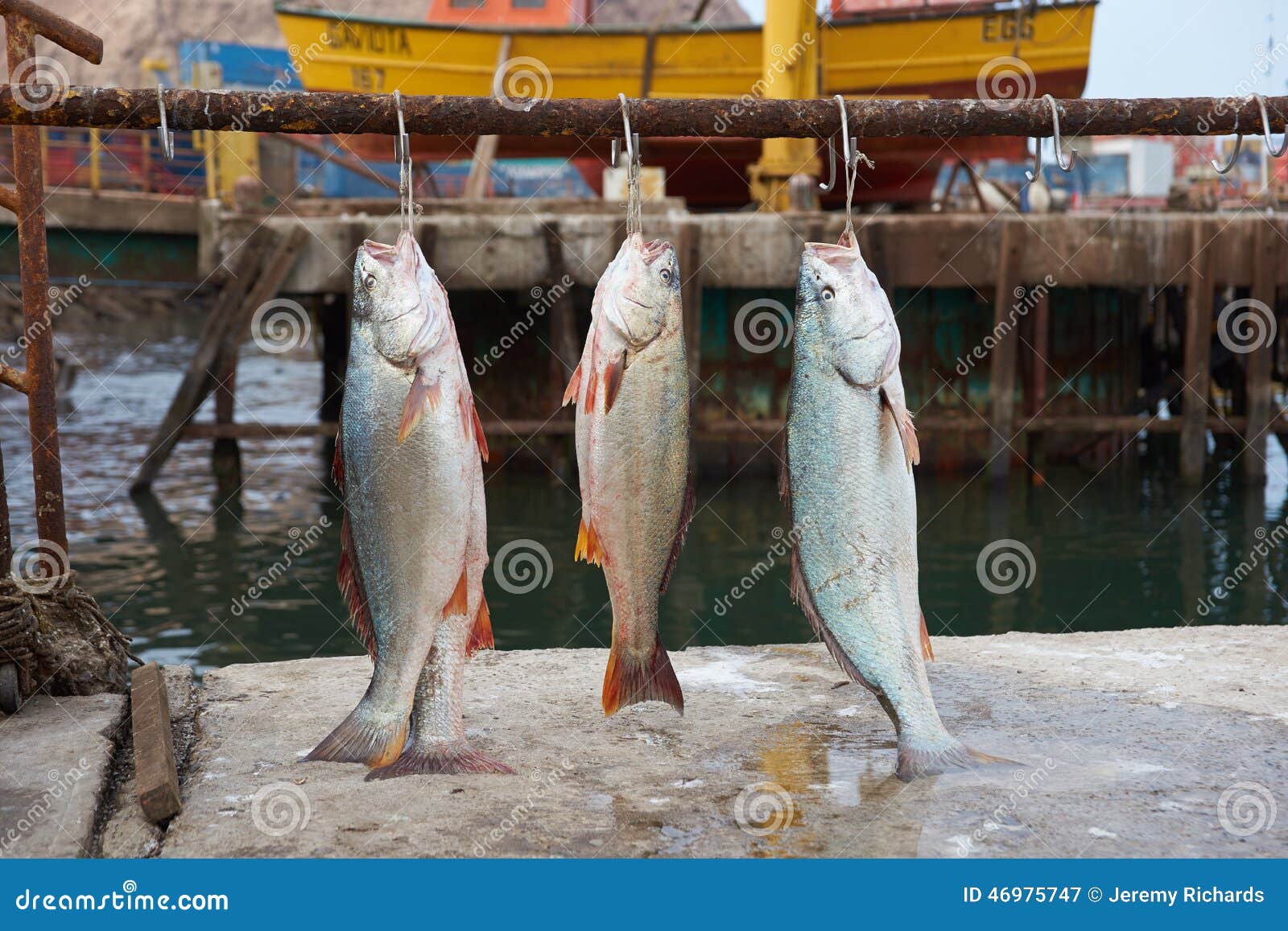 Poissons de Corvina image stock. Image du poissons, animal - 46975747