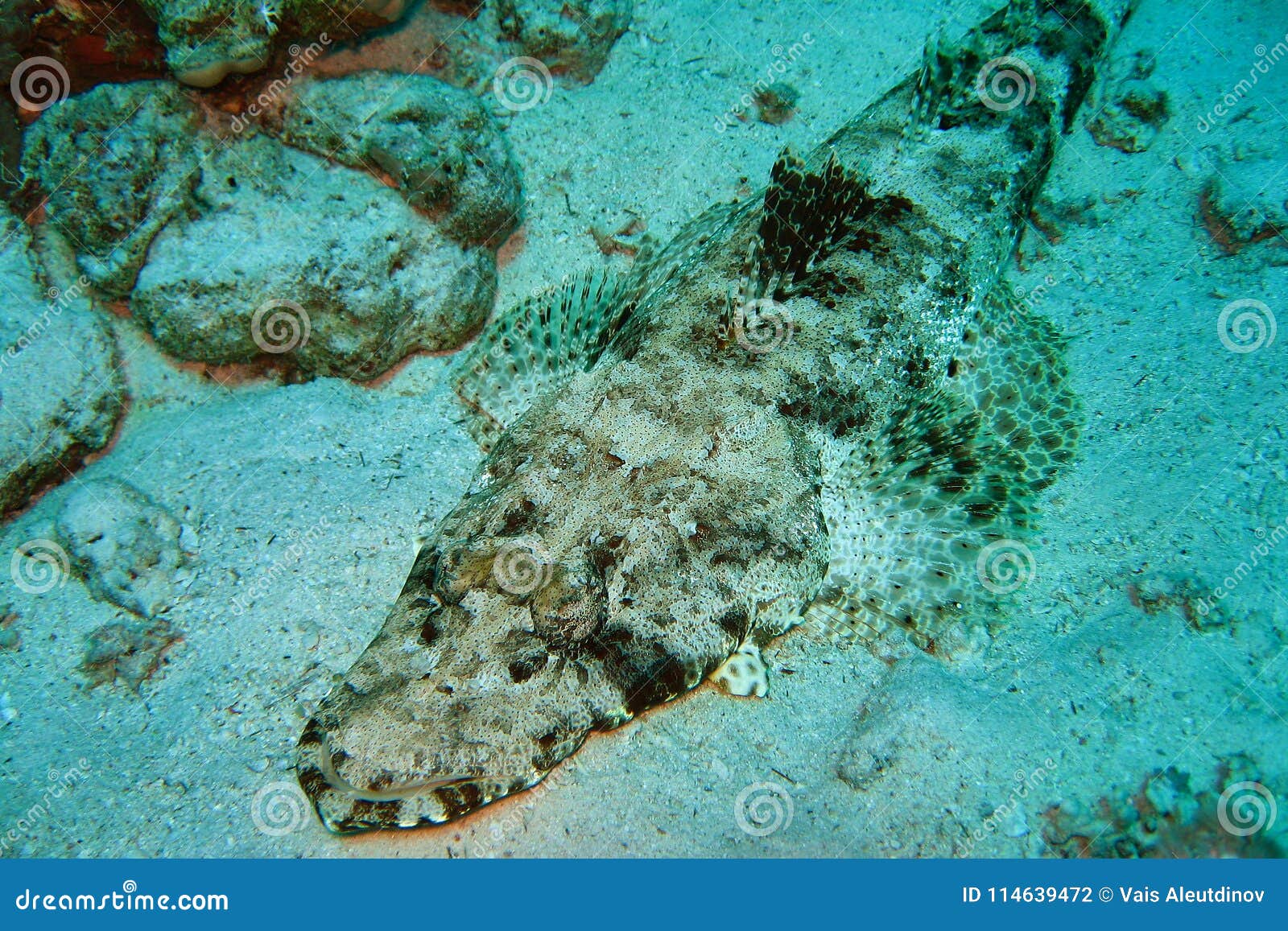 Poissons De Crocodile, La Mer Rouge, Egypte Photo stock - Image du ...
