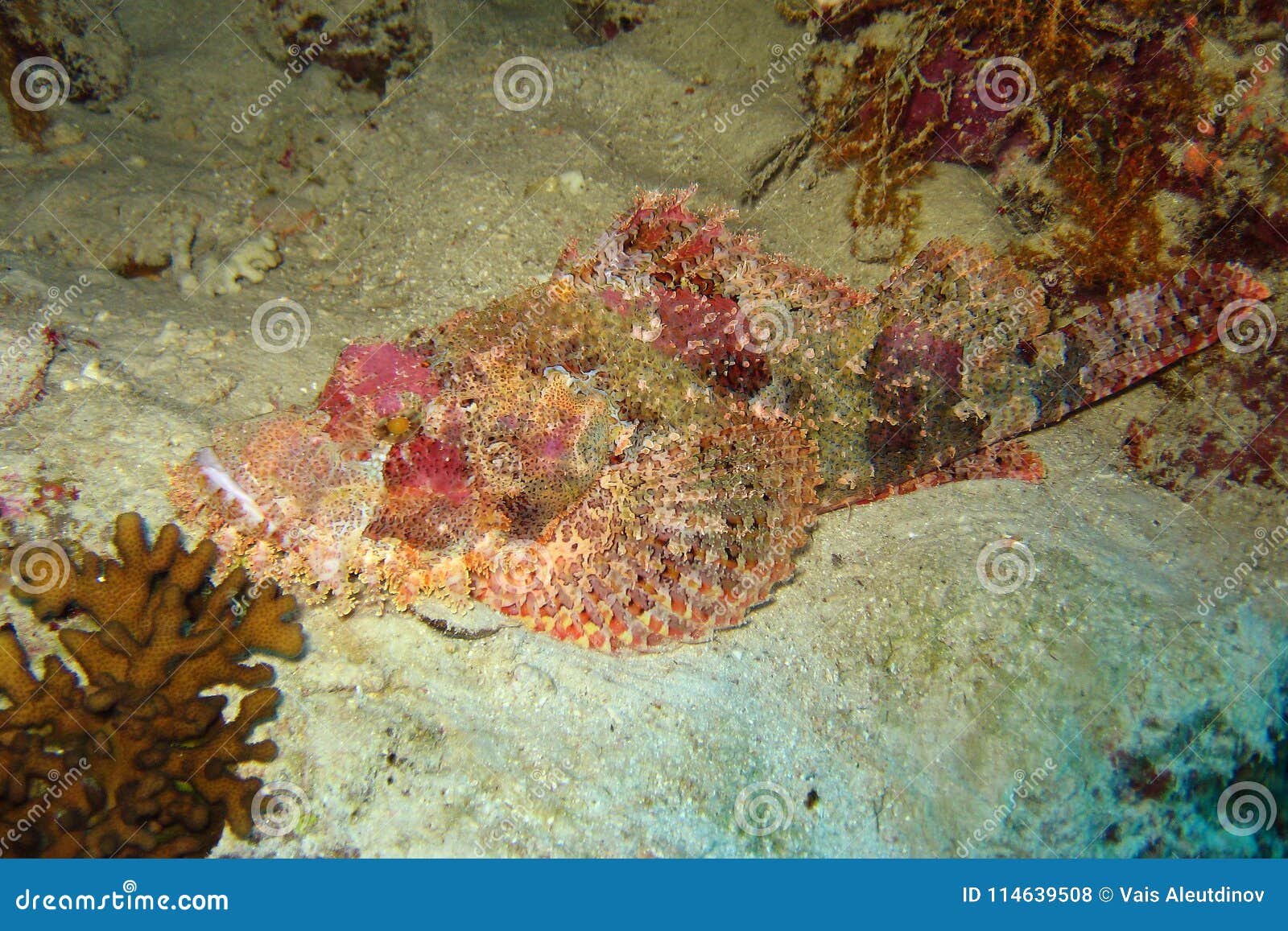 Poissons De Crocodile, La Mer Rouge, Egypte Photo stock - Image du aqua ...