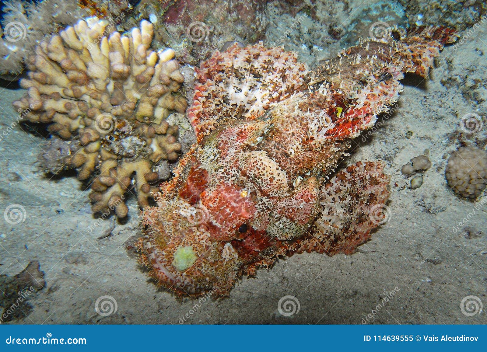 Poissons De Crocodile, La Mer Rouge, Egypte Image stock - Image du ...